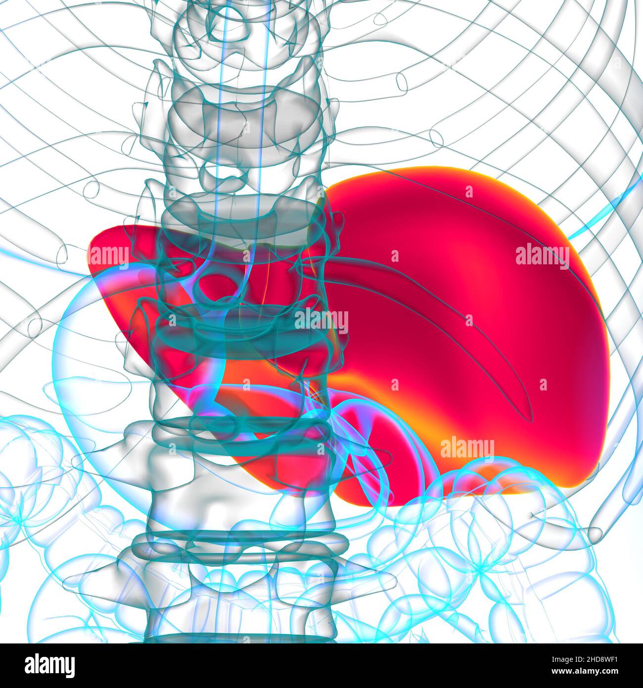 Liver 3D Illustration Human Digestive System Anatomy For Medical ...