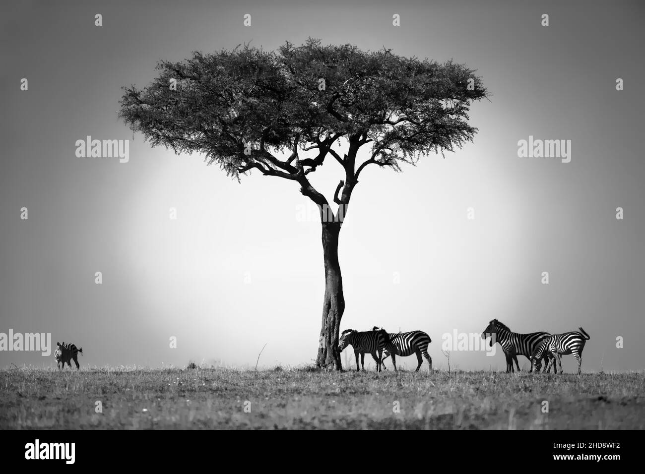 Grayscale shot of a dazzle of zebras near an acacia tree under the ...