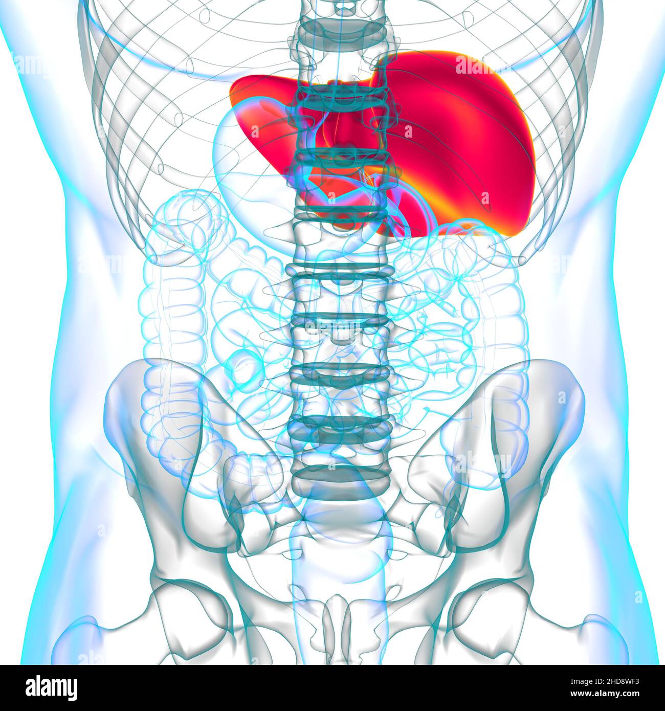 Liver 3D Illustration Human Digestive System Anatomy For Medical ...