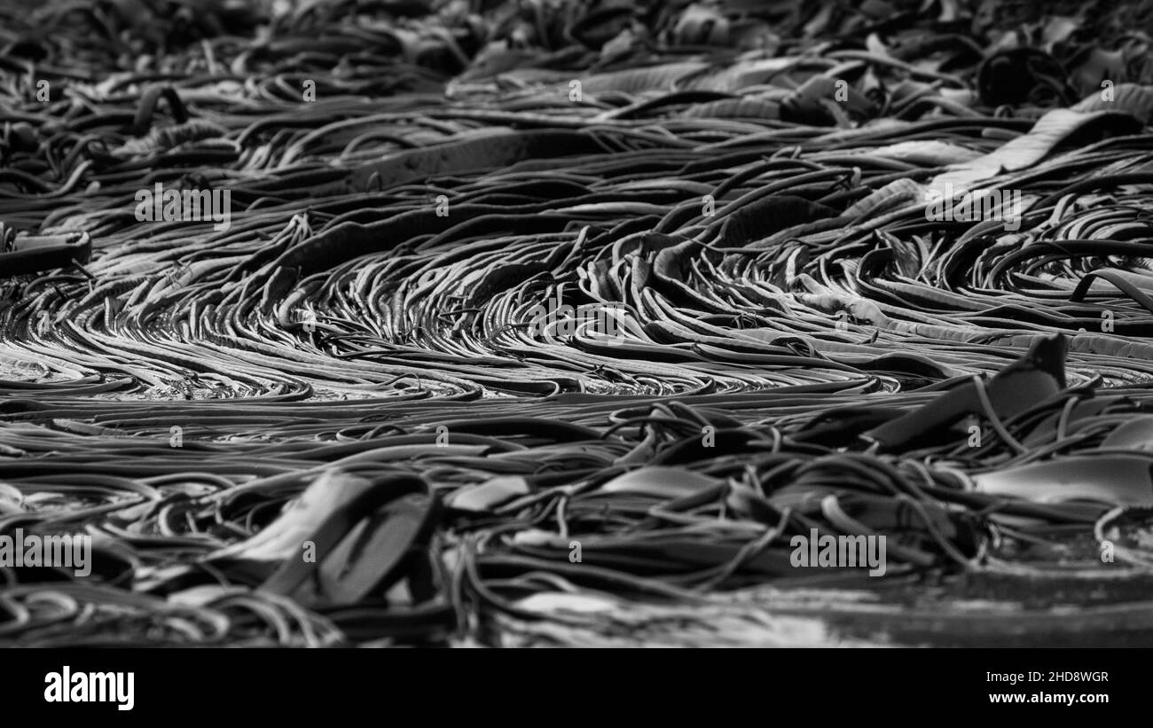 Algae Black and White Stock Photos & Images - Alamy
