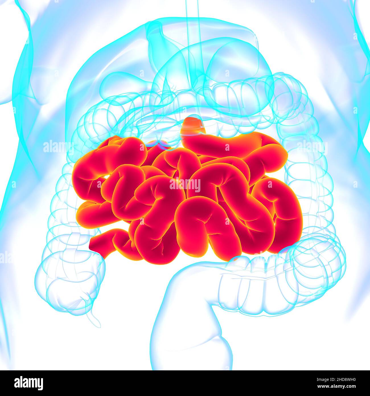 Small Intestine 3D Illustration Human Digestive System Anatomy For ...