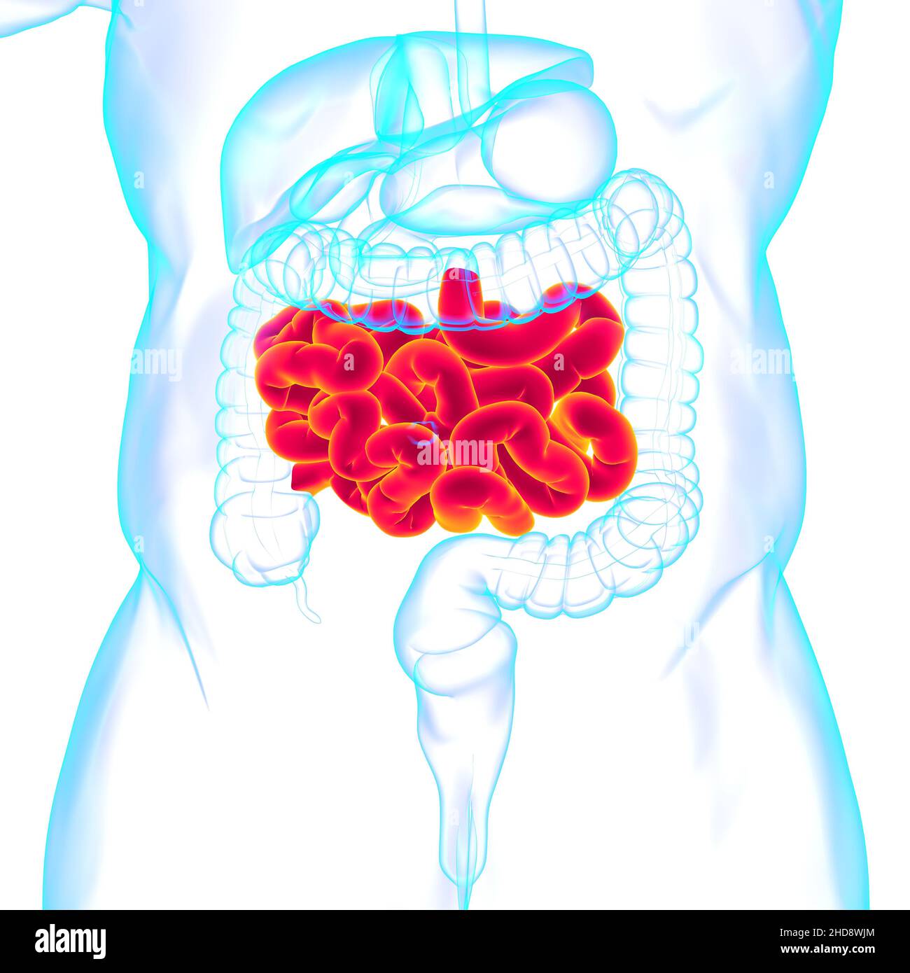 Small Intestine 3D Illustration Human Digestive System Anatomy For ...