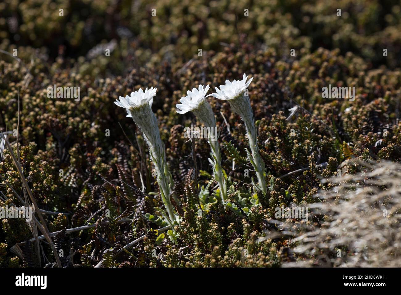 Vanilla daisy Leucheria suaveolens growing amongst Small fern Blechnum ...