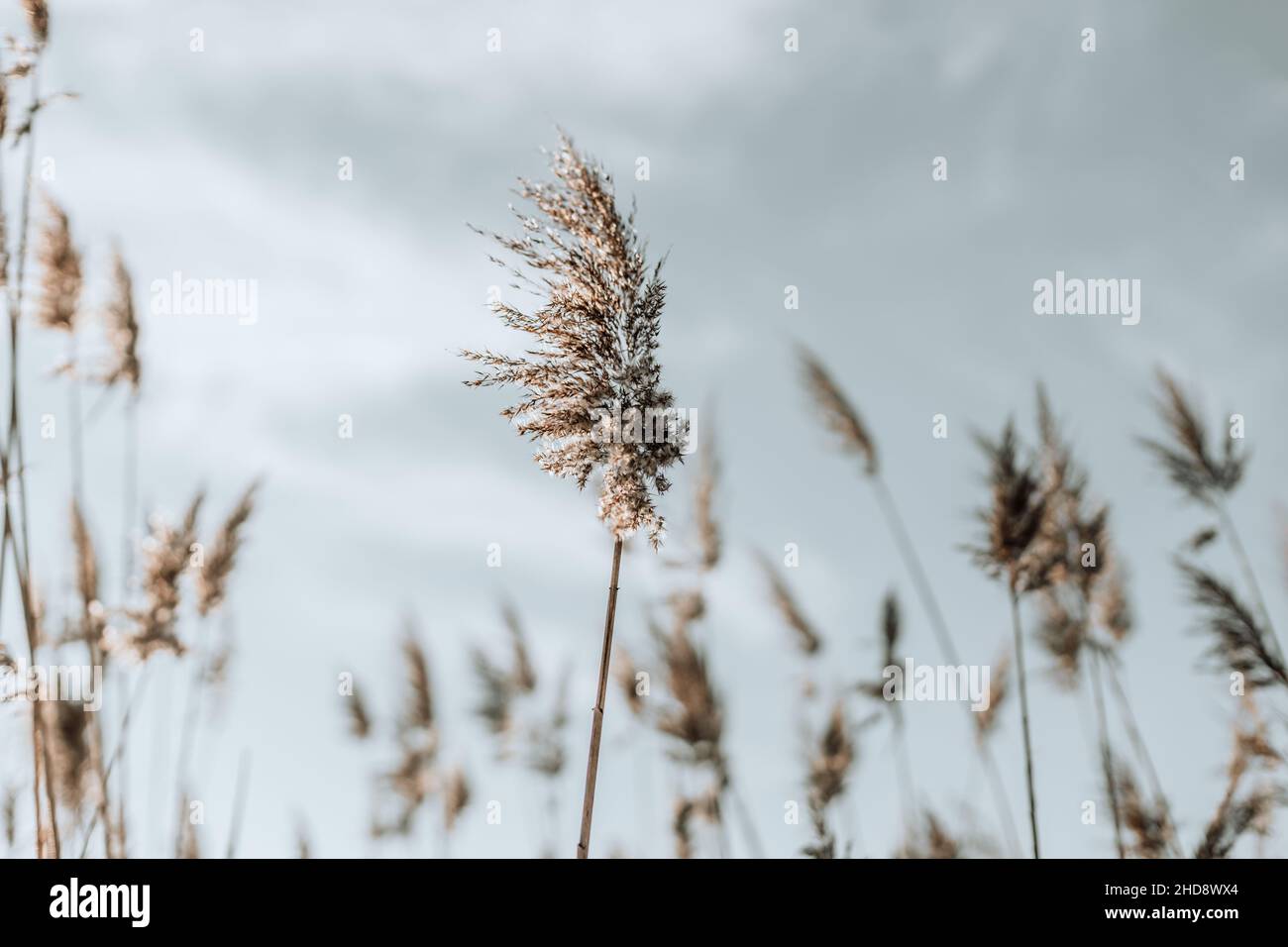 Abstract natural background of soft plants Cortaderia selloana, pampas ...