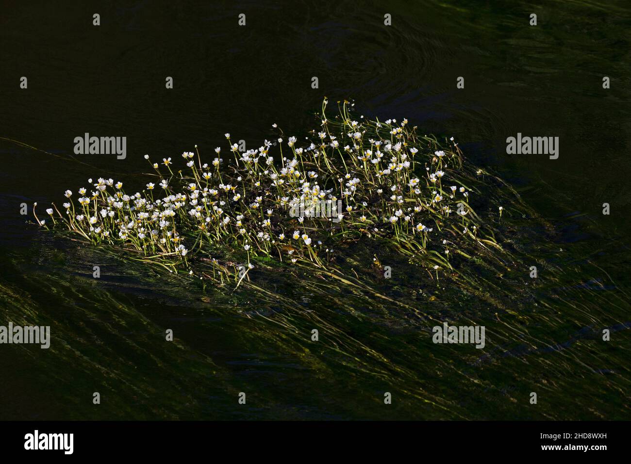 Common water crowfoot Ranunculus aquatilis in the River Avon, Raymond ...