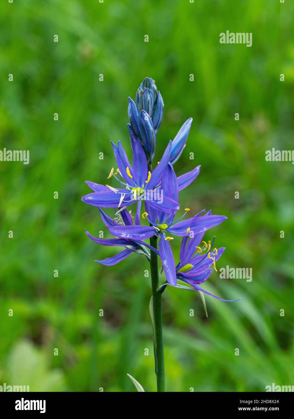 Common camas Camassia quamash in a damp meadow near Colter Bay, Grand ...