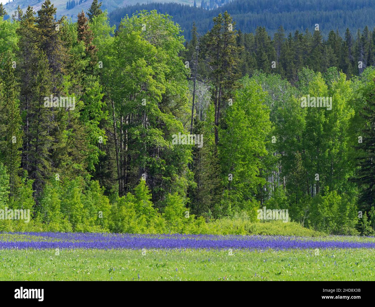 Common camas Camassia quamash mass in a damp meadow with coniferous ...