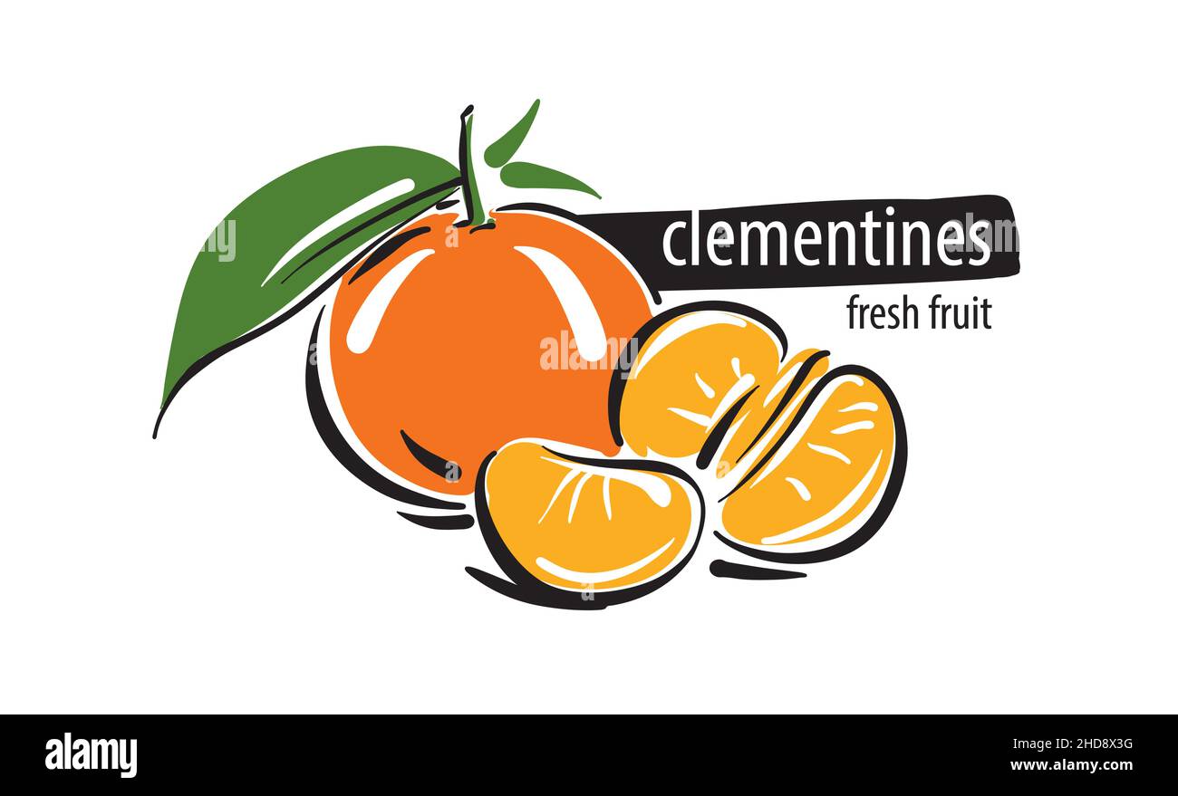 Drawn vector clementines on a white background Stock Vector Image & Art ...