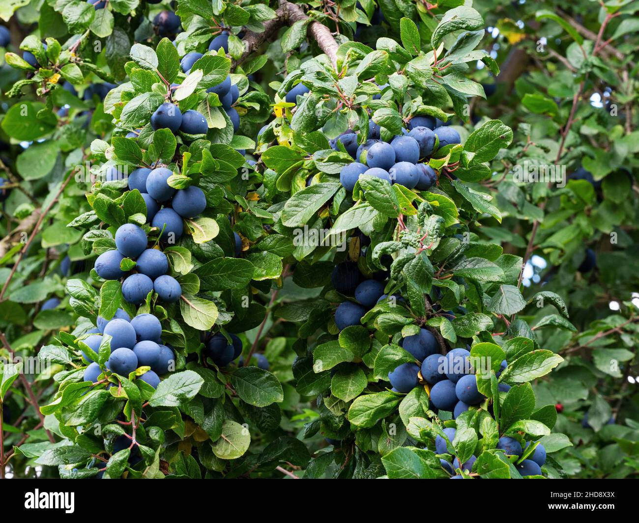 Damson tree fruits hi-res stock photography and images - Alamy