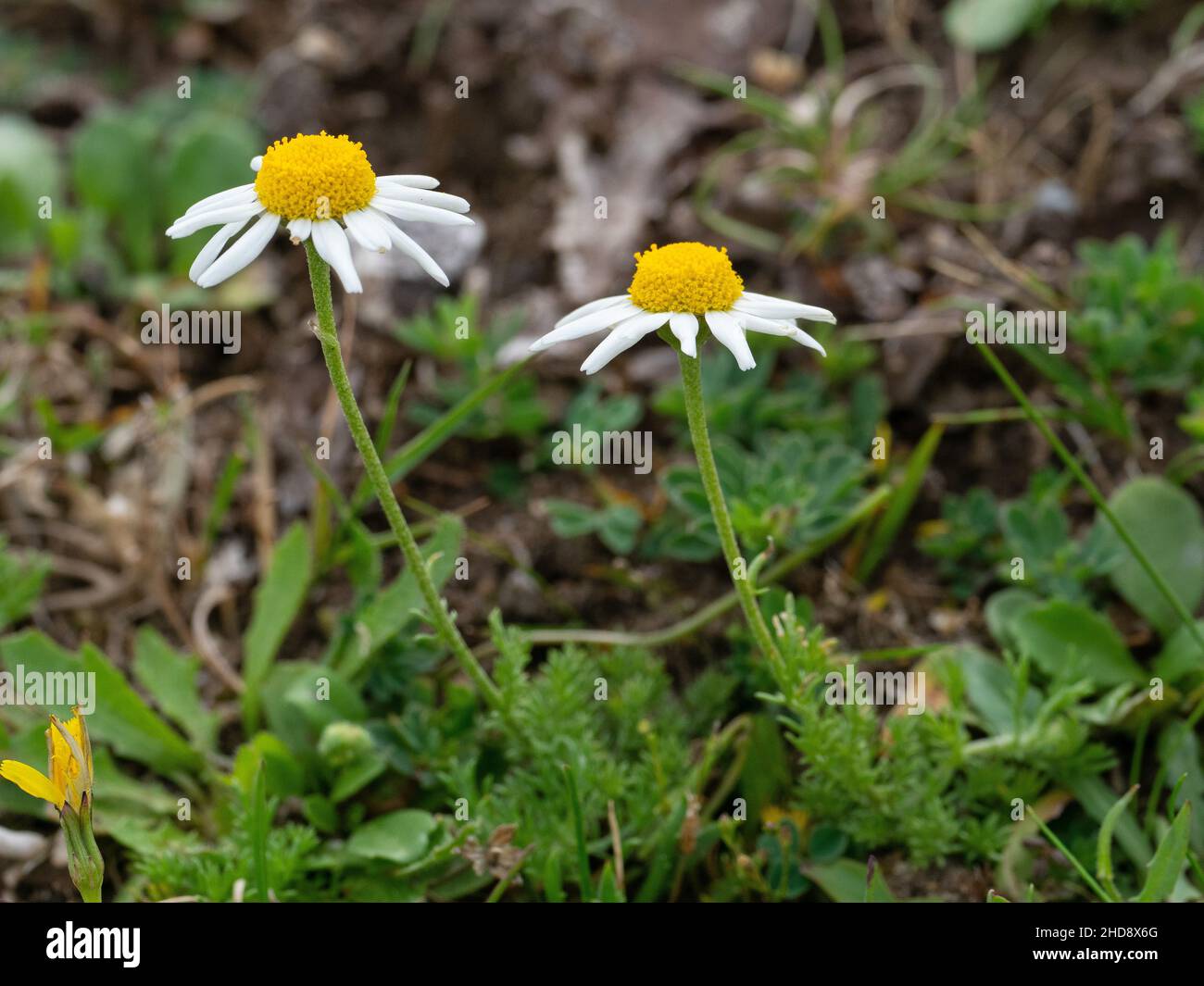 Chamomile Chamaemelum nobile on grassland, Stoney Cross, New Forest ...