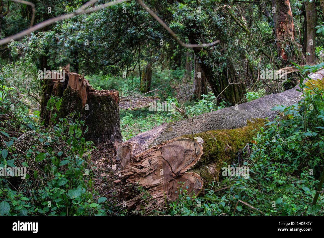 View of an indigenous tree felled by illegal loggers in the forest ...