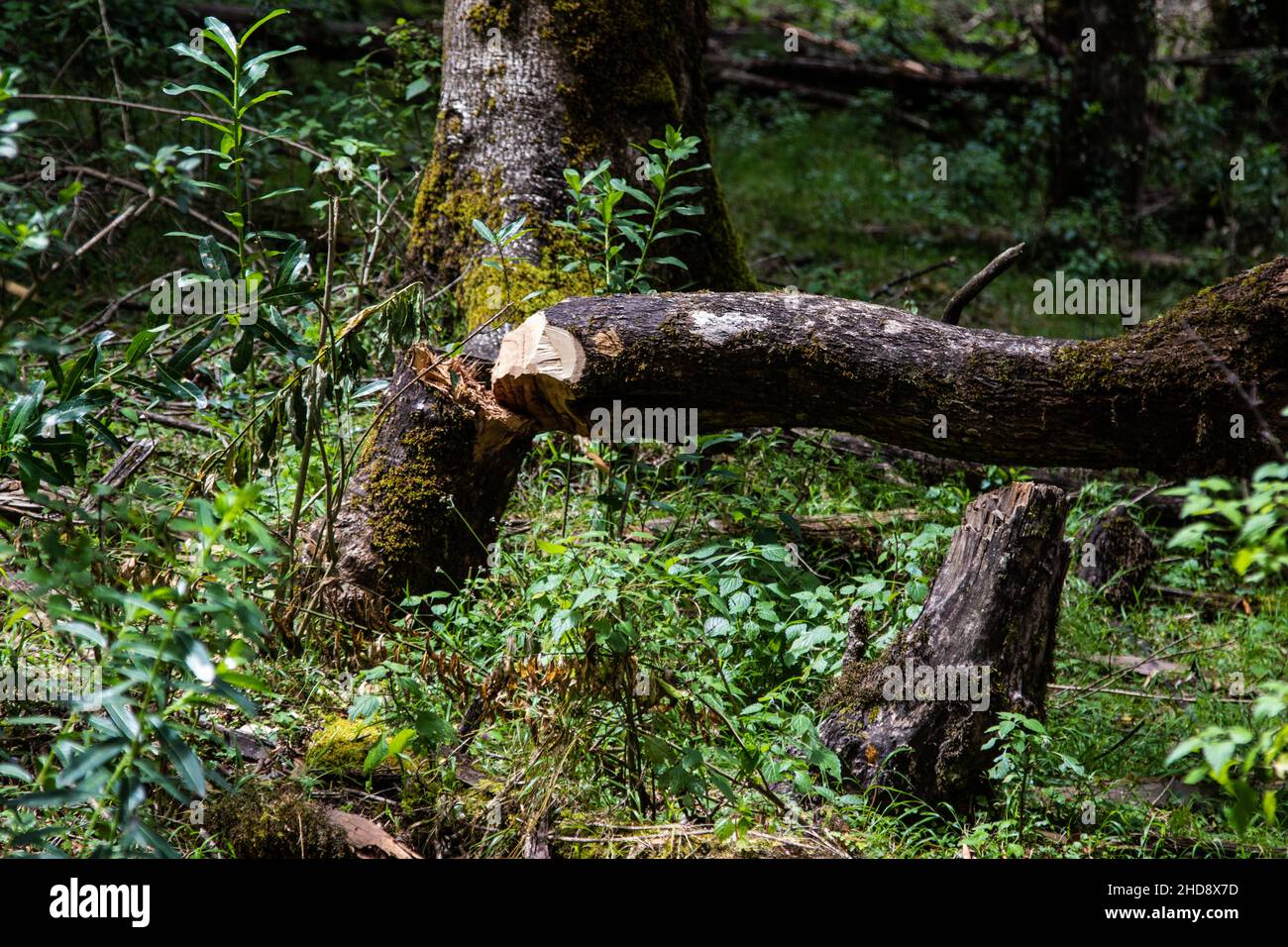 View of an indigenous tree felled by illegal loggers for charcoal in ...