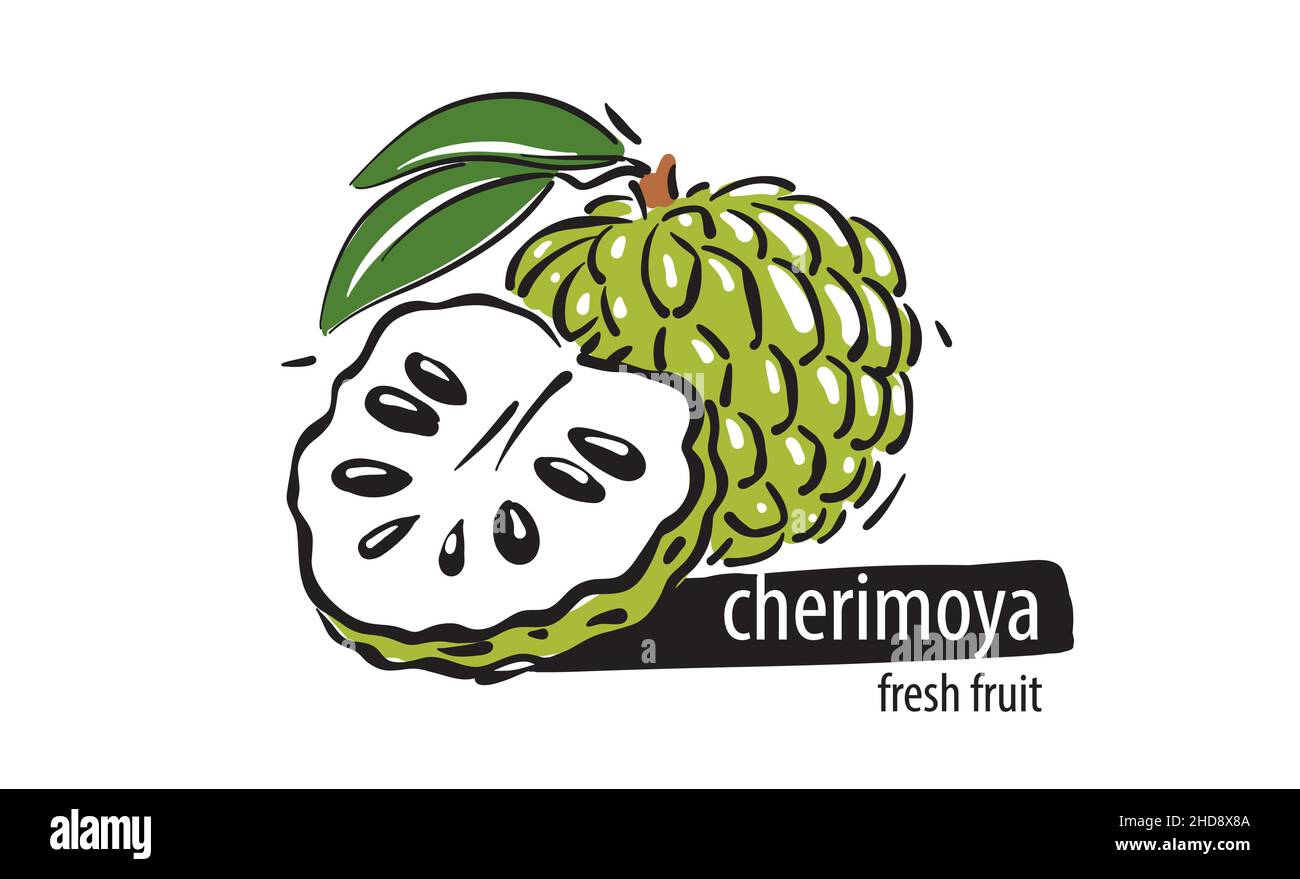 Drawn vector cherimoya on a white background Stock Vector Image & Art ...