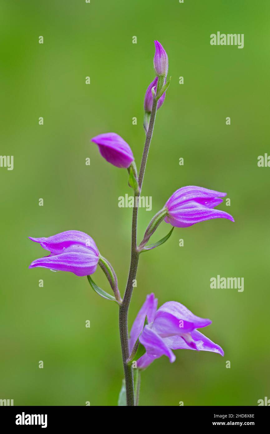 Red helleborine (Cephalanthera rubra) orchid in flower in summer Stock ...