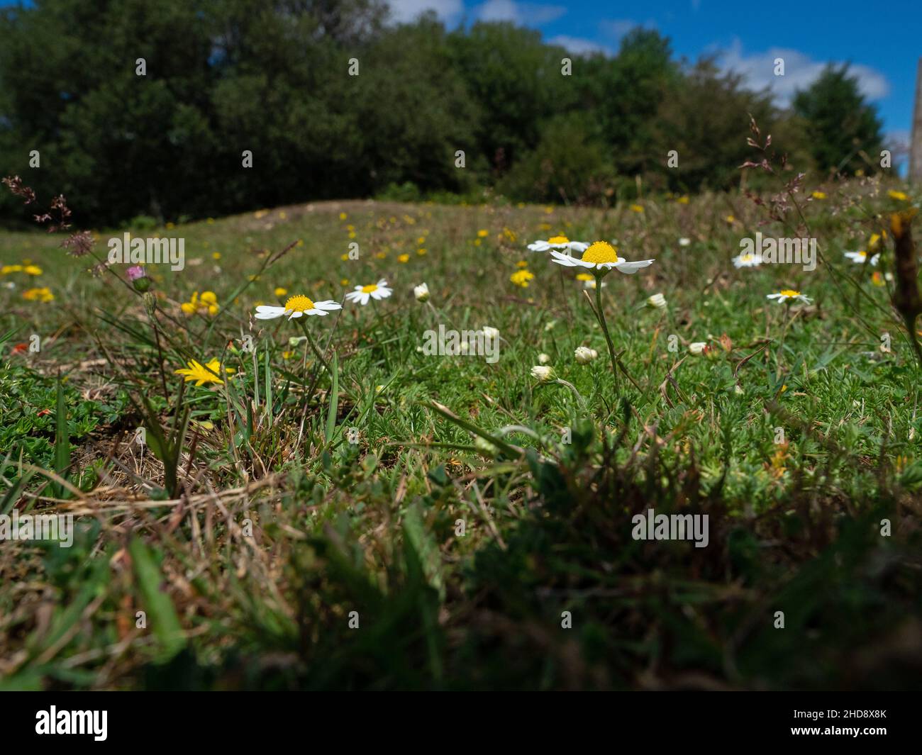 Chamomile Chamaemelum nobile Stoney Cross, New Forest National Park ...