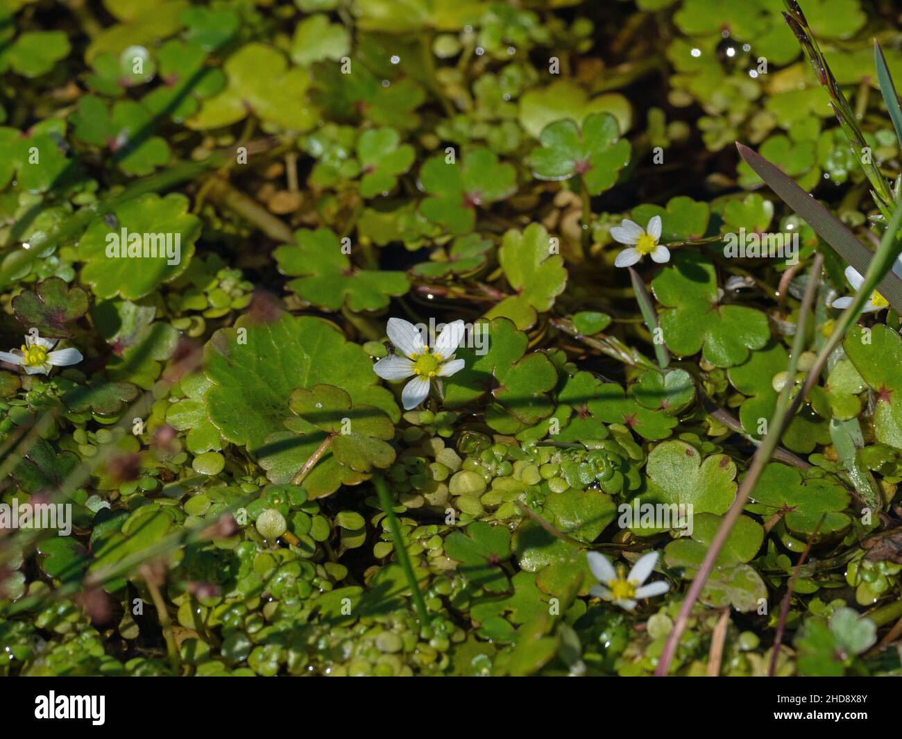 Round-leaved crowfoot Ranunculus omiophyllus, Holly Hatch, New Forest ...