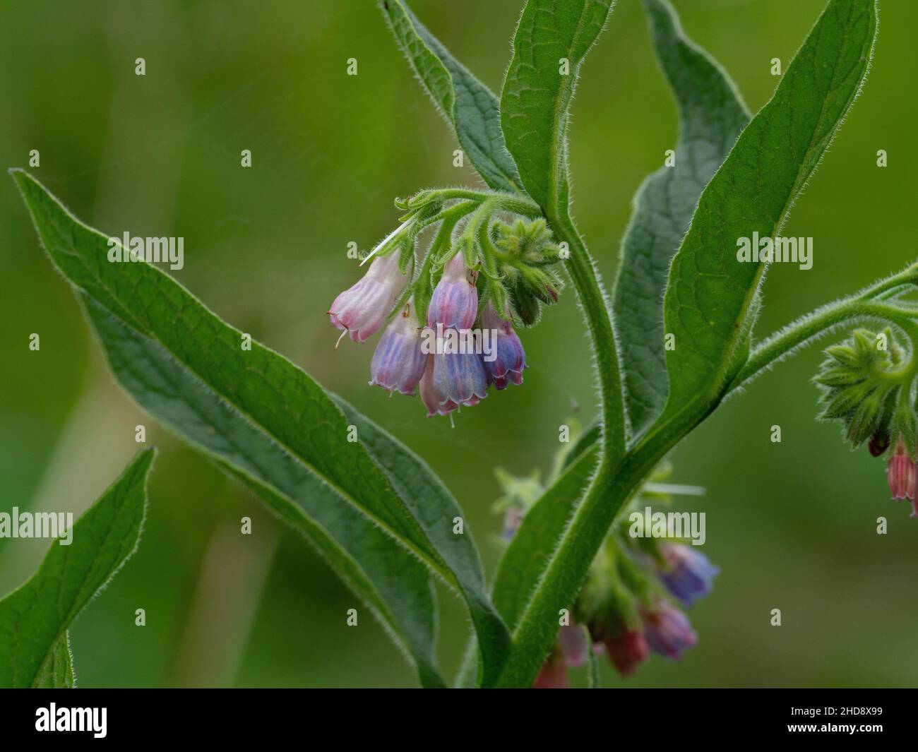Common comfrey Symphytum officinale beside a footpath, Catcott Lows ...