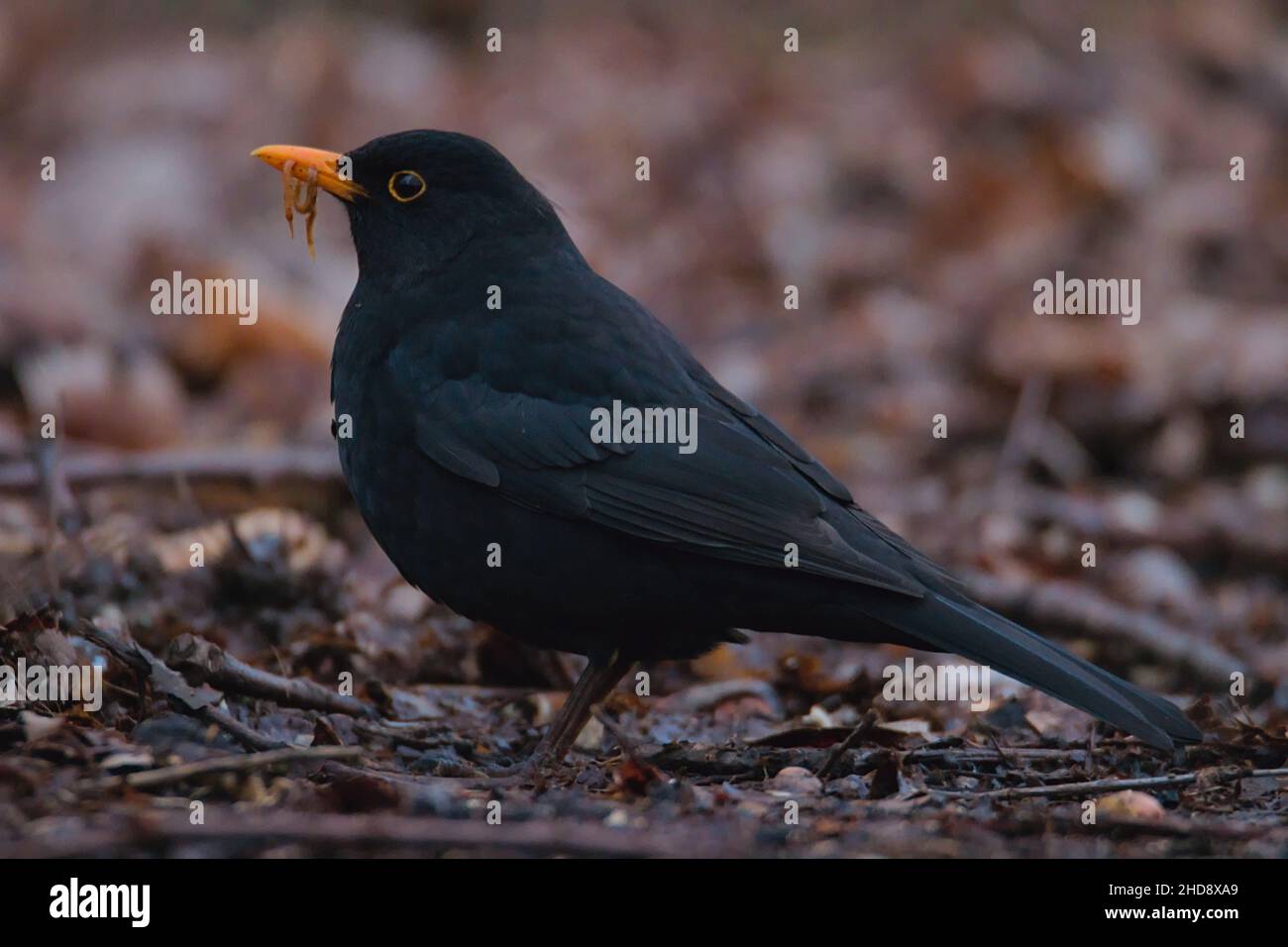 Closeup of the common blackbird, Turdus merula Stock Photo - Alamy