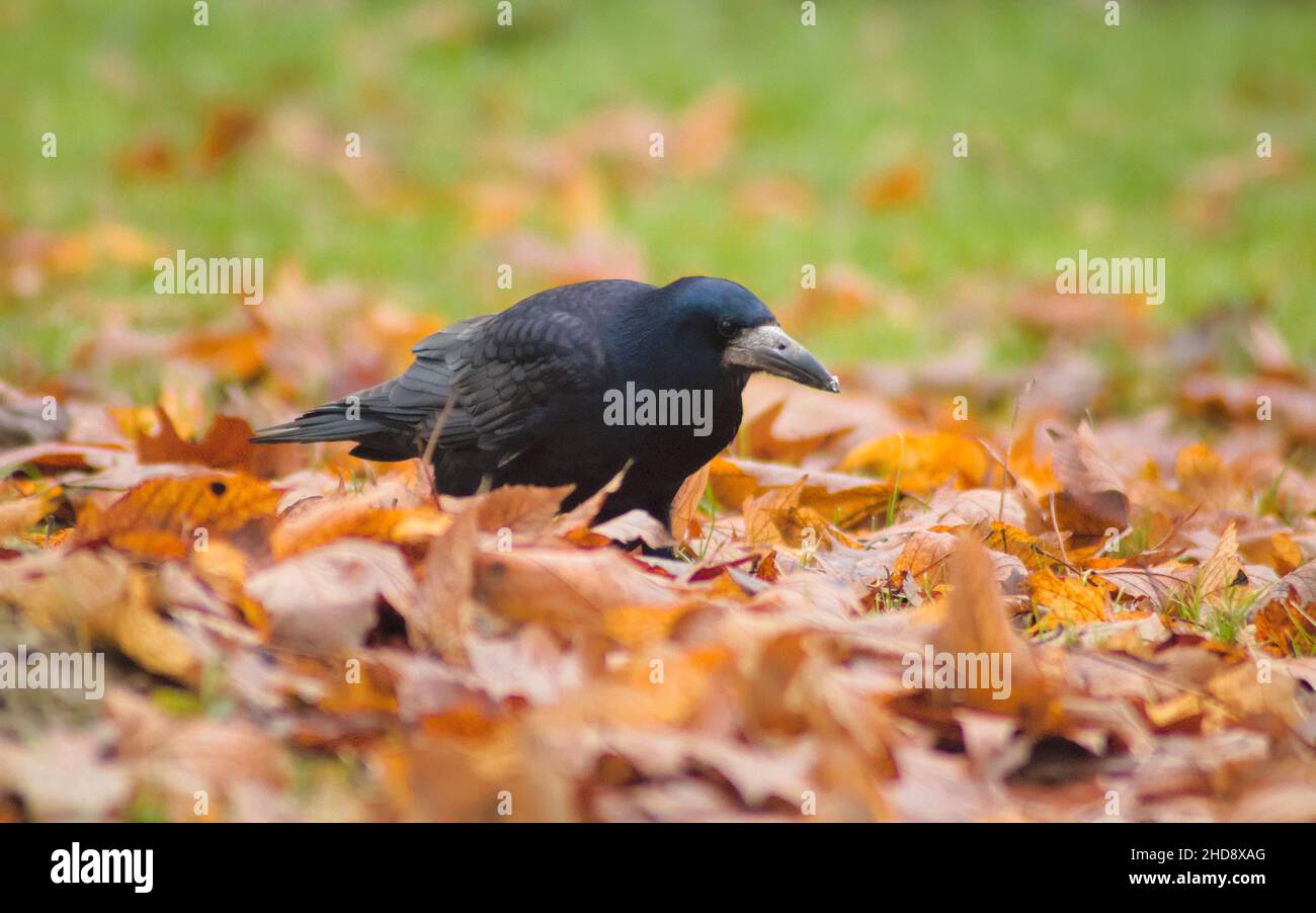 Rook autumn hi-res stock photography and images - Alamy