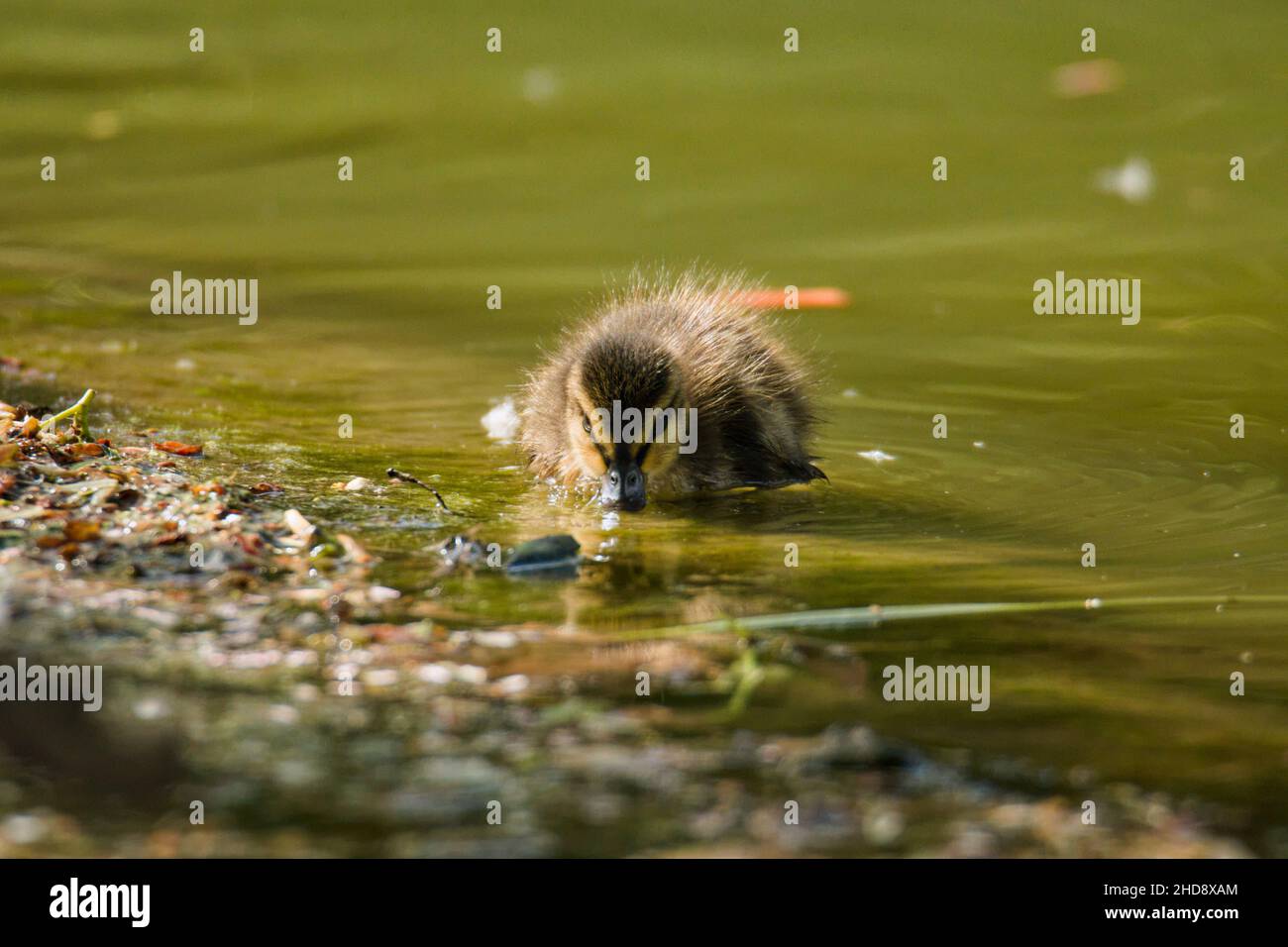Closeup of the cute duckling swimming in the lake Stock Photo - Alamy
