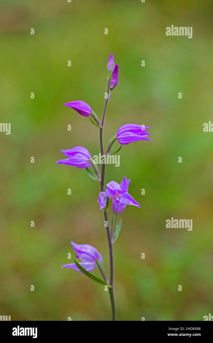 Red helleborine (Cephalanthera rubra) orchid in flower in summer Stock ...