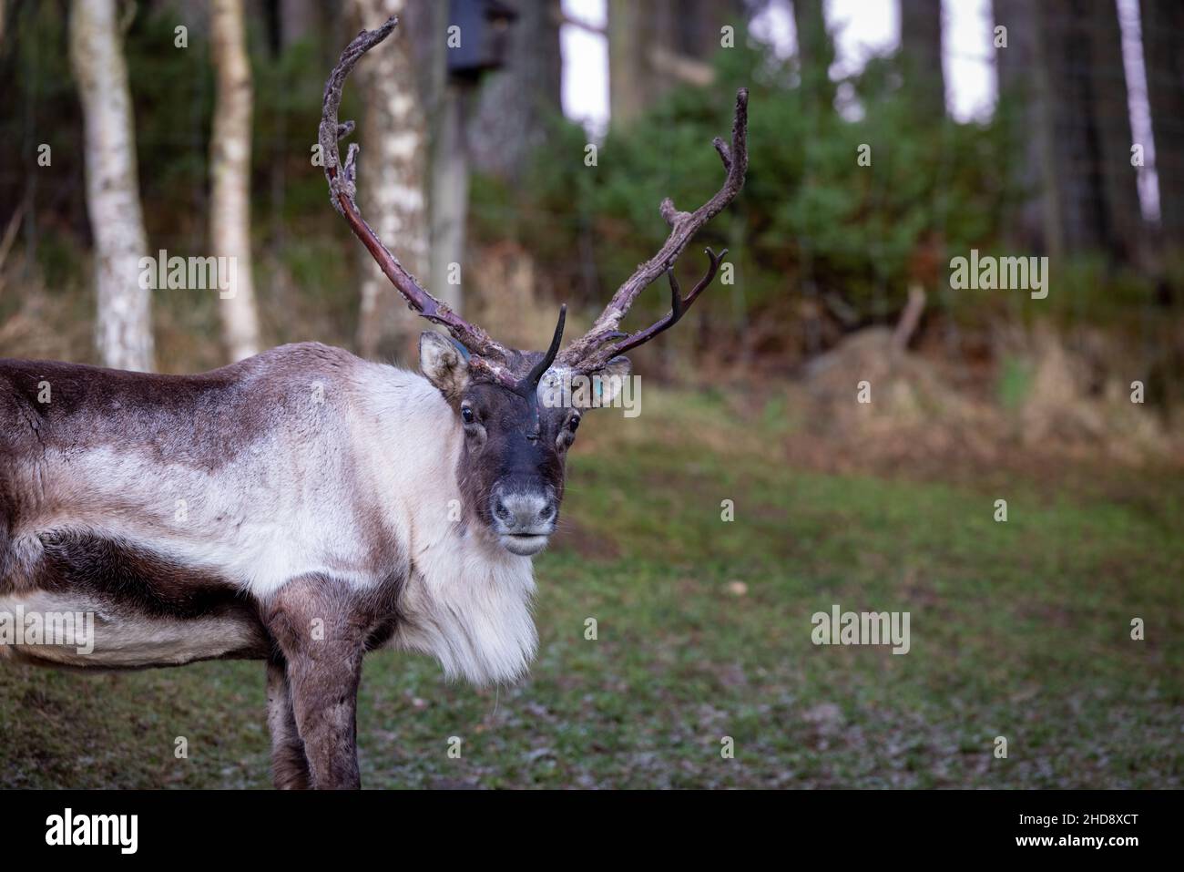 Reindeer standing in the forest Stock Photo - Alamy