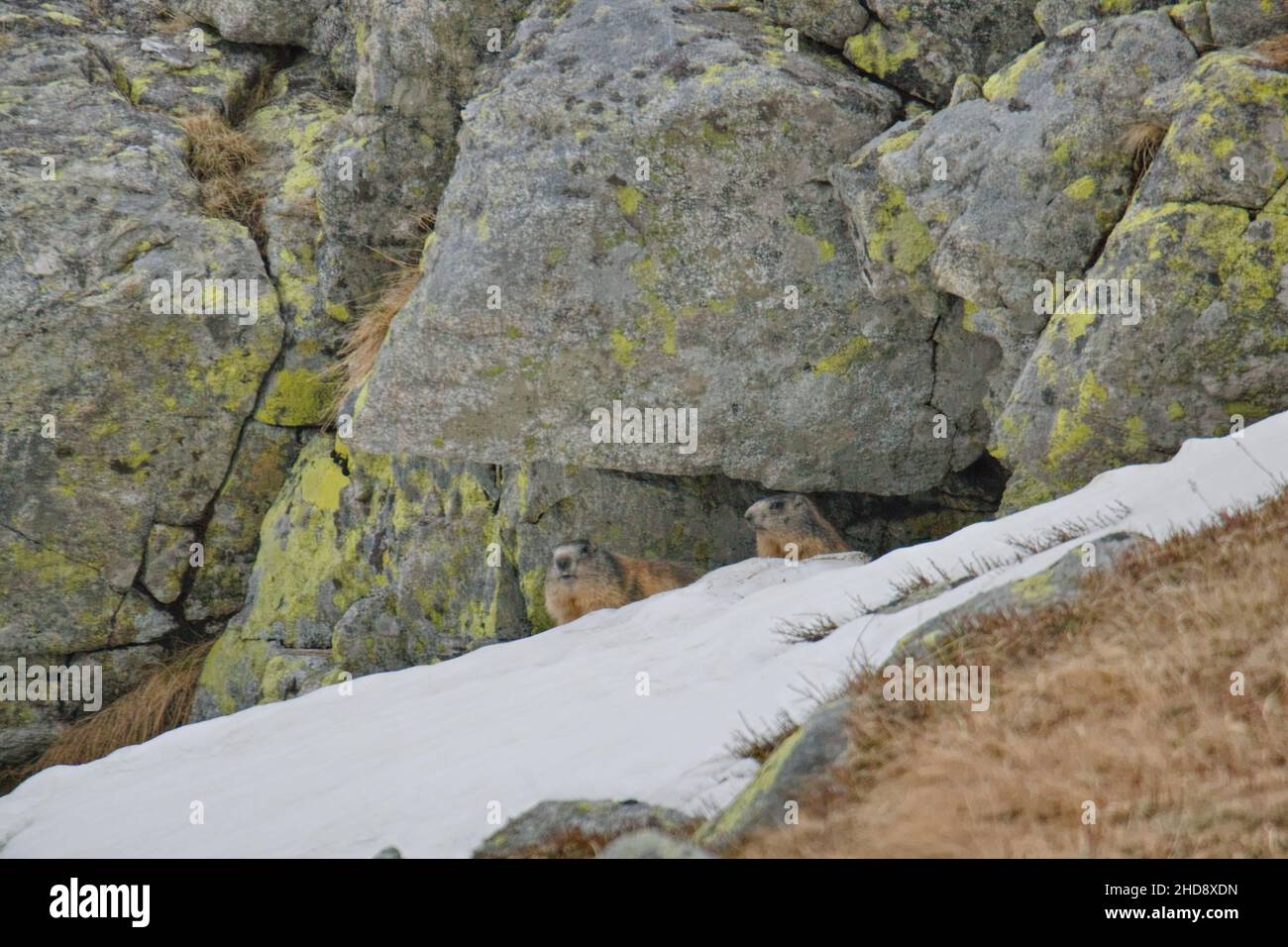 Prairie dogs hiding under the rocks Stock Photo - Alamy