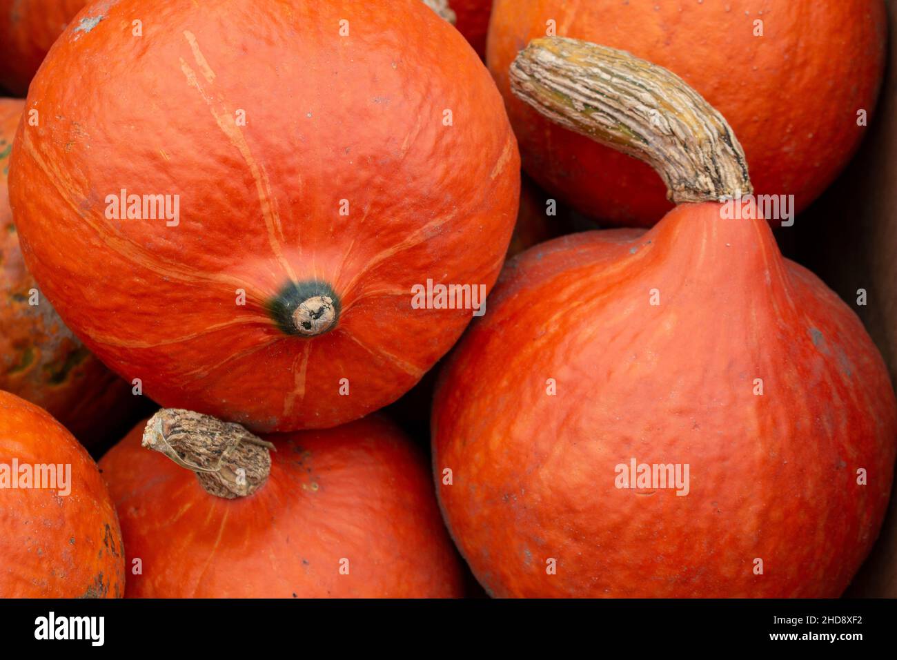 Ripe halloween hi-res stock photography and images - Alamy