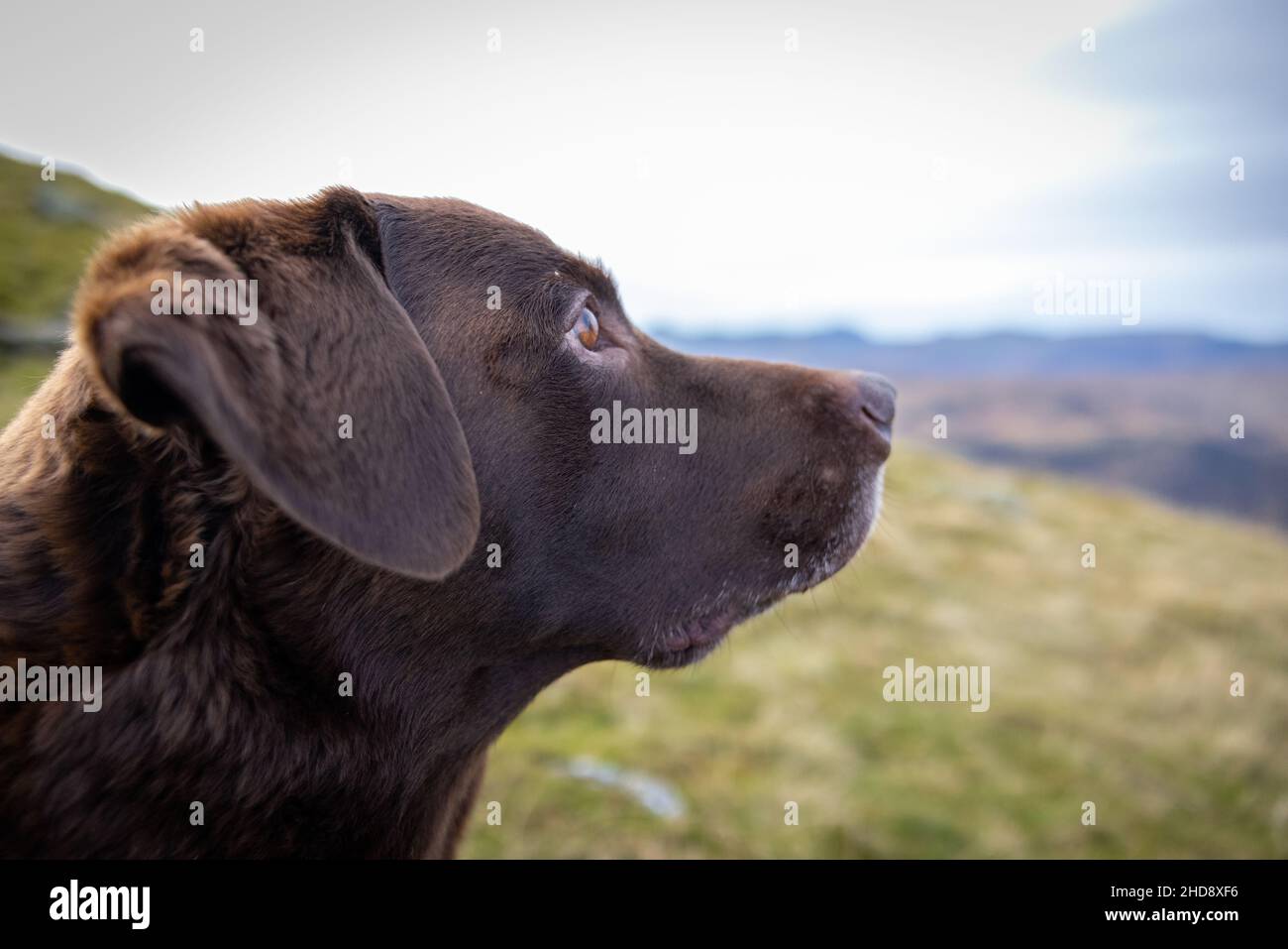 Chocolate Labrador in the countryside Stock Photo - Alamy