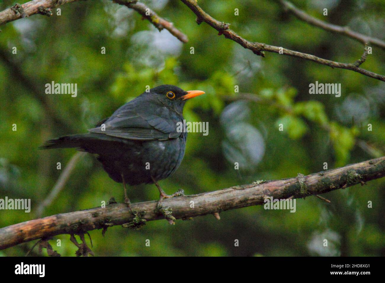 Closeup of the common blackbird, Turdus merula Stock Photo - Alamy