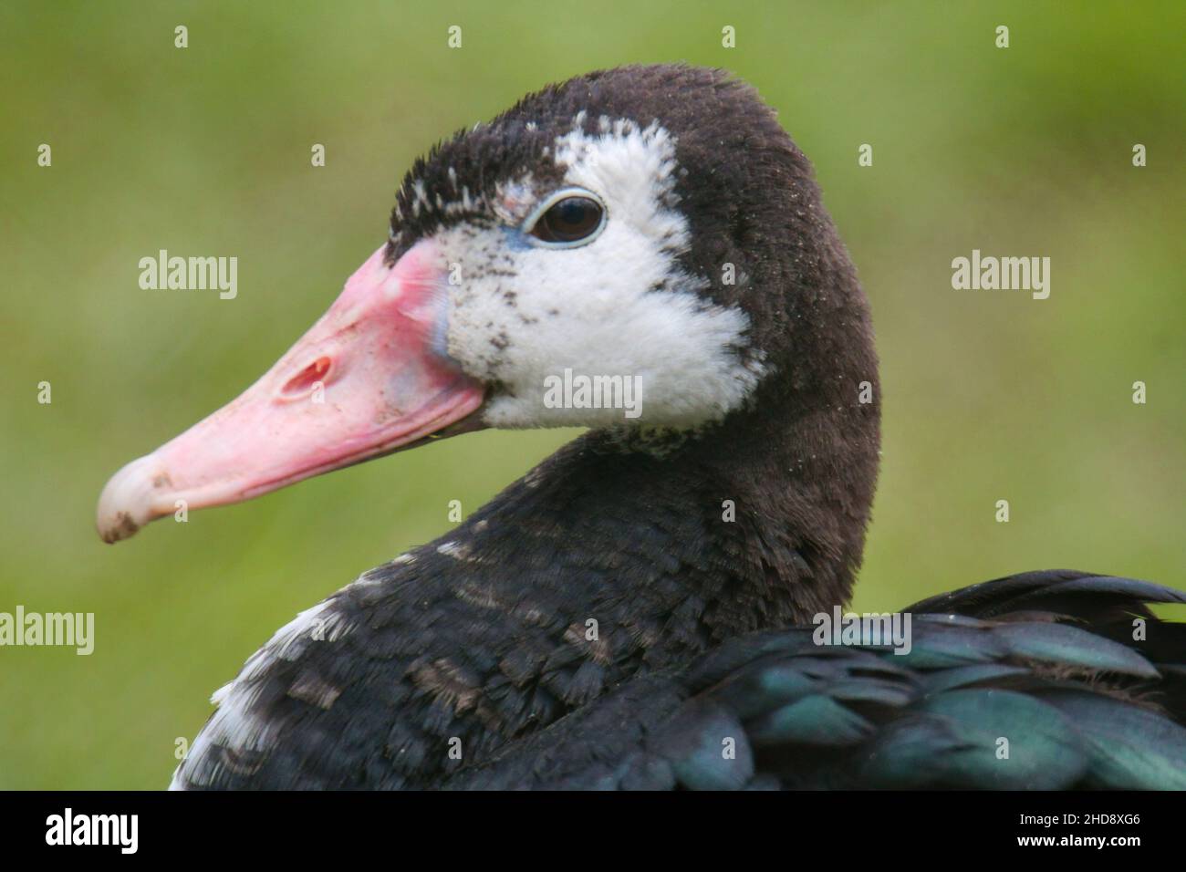 Closeup of the spur-winged goose, Plectropterus gambensis Stock Photo ...