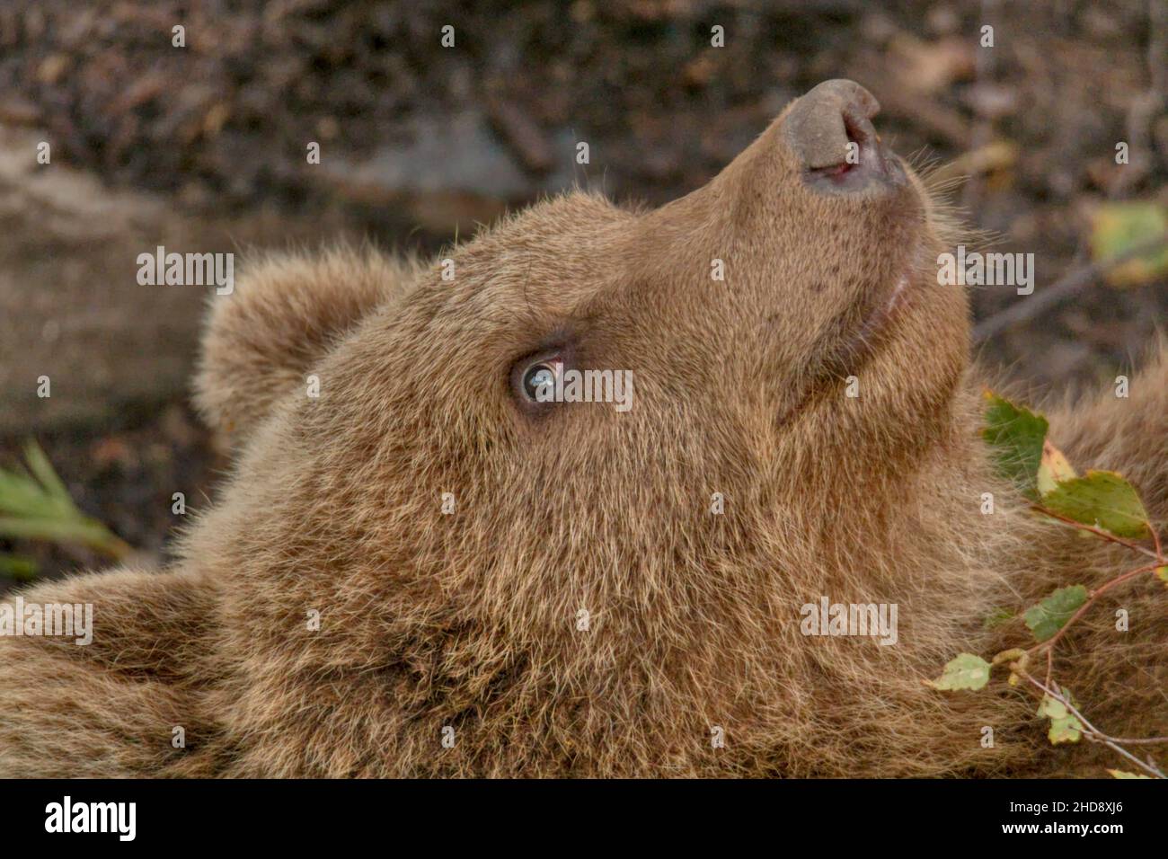 Brown bears head hi-res stock photography and images - Alamy