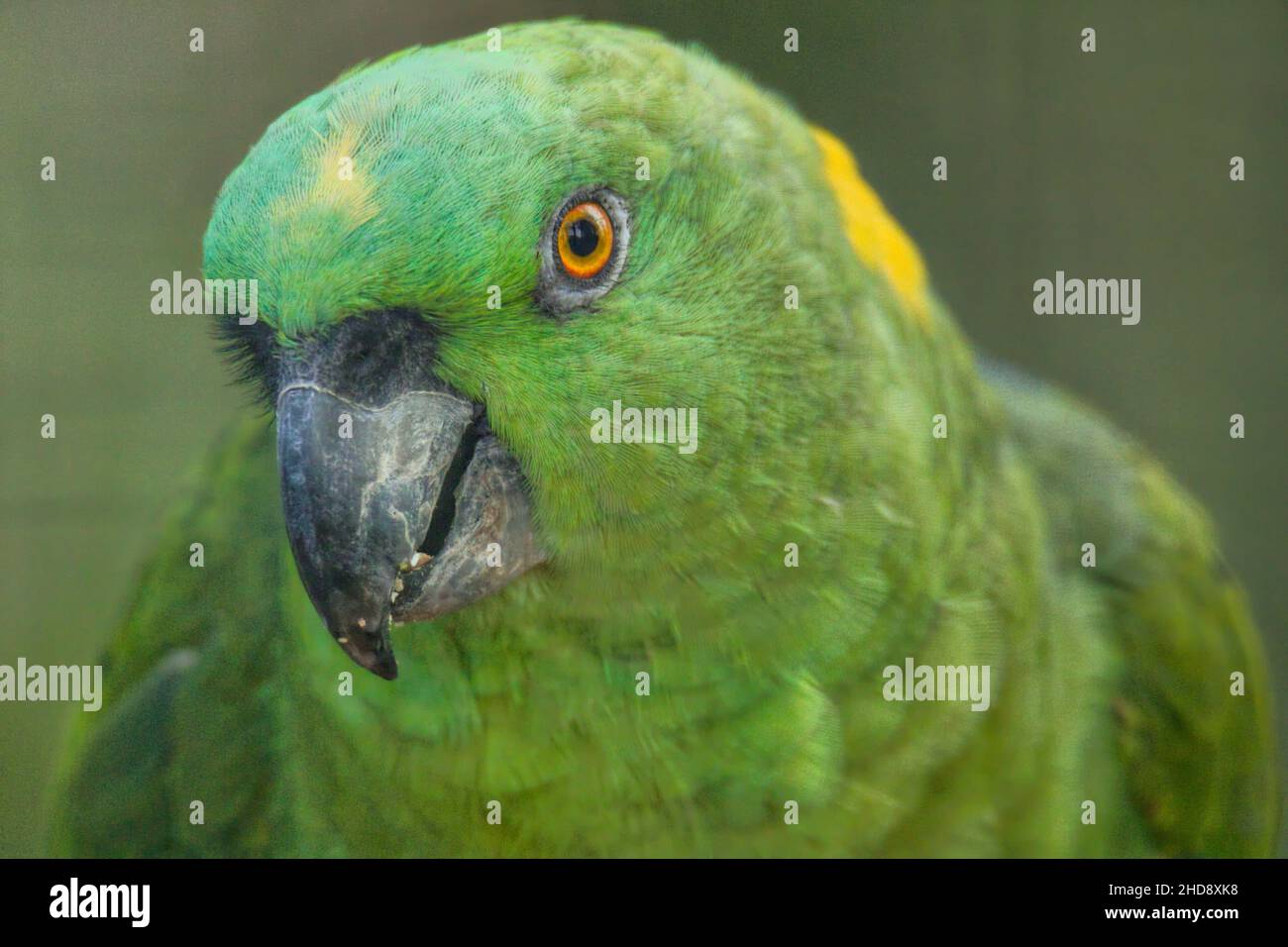 Yellow naped amazon parrot hi-res stock photography and images - Alamy