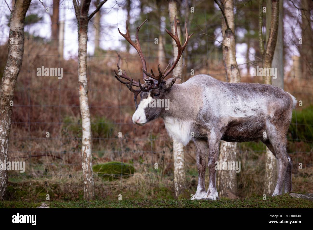 Reindeer standing in the forest Stock Photo - Alamy