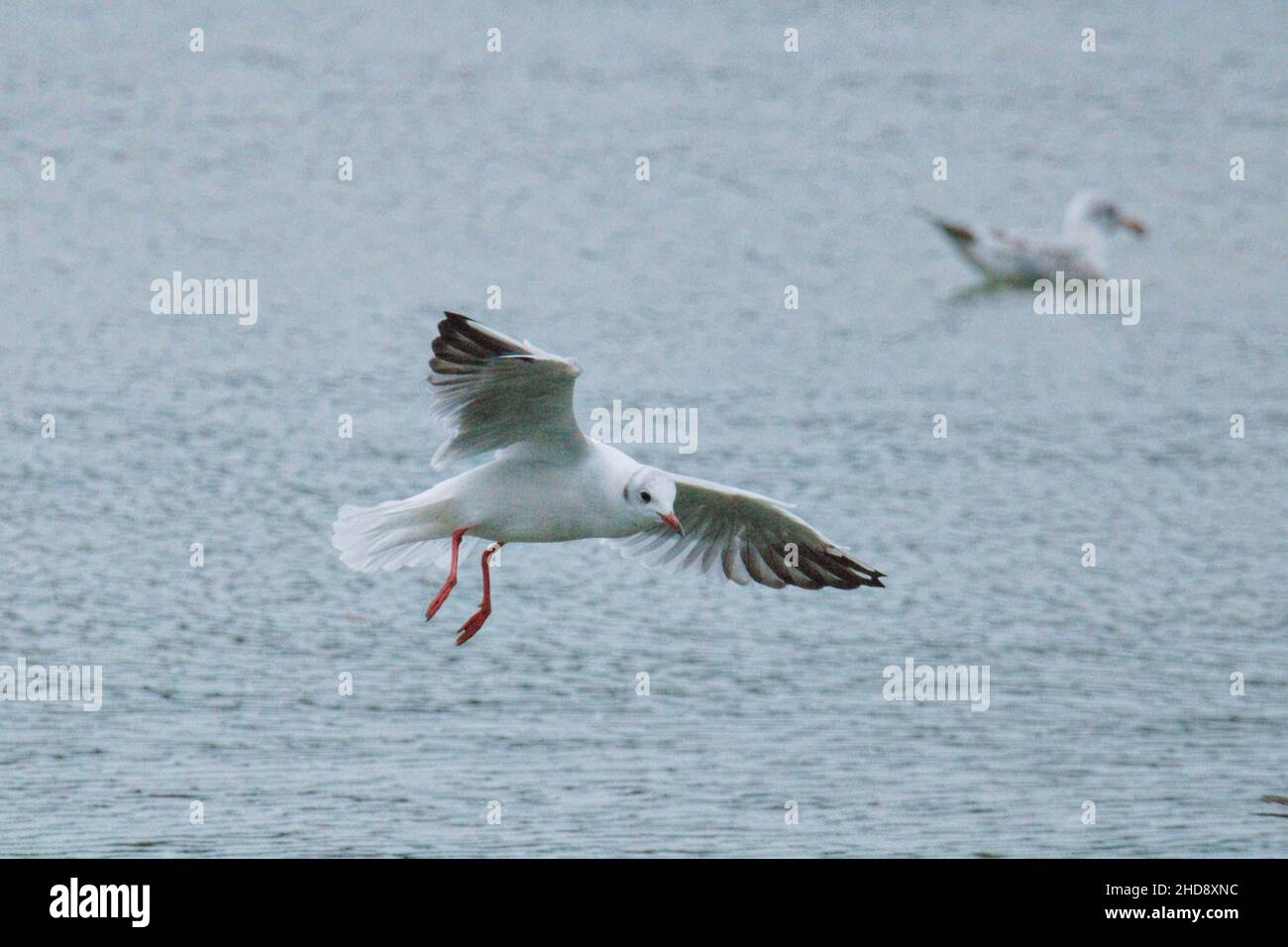 Larus glaucoides thayeri hi-res stock photography and images - Alamy