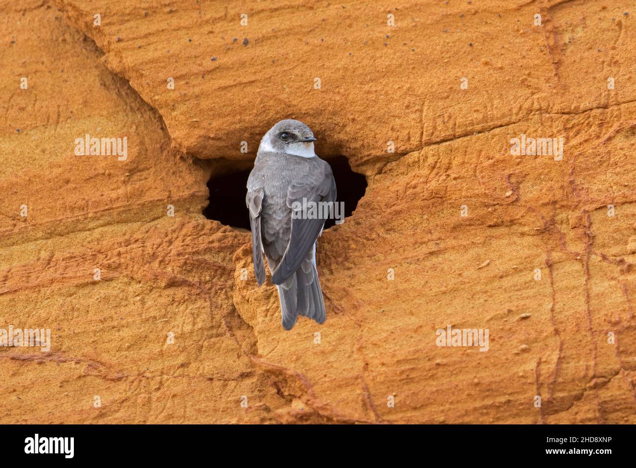 European sand martin / bank swallow (Riparia riparia / Hirundo riparia ...