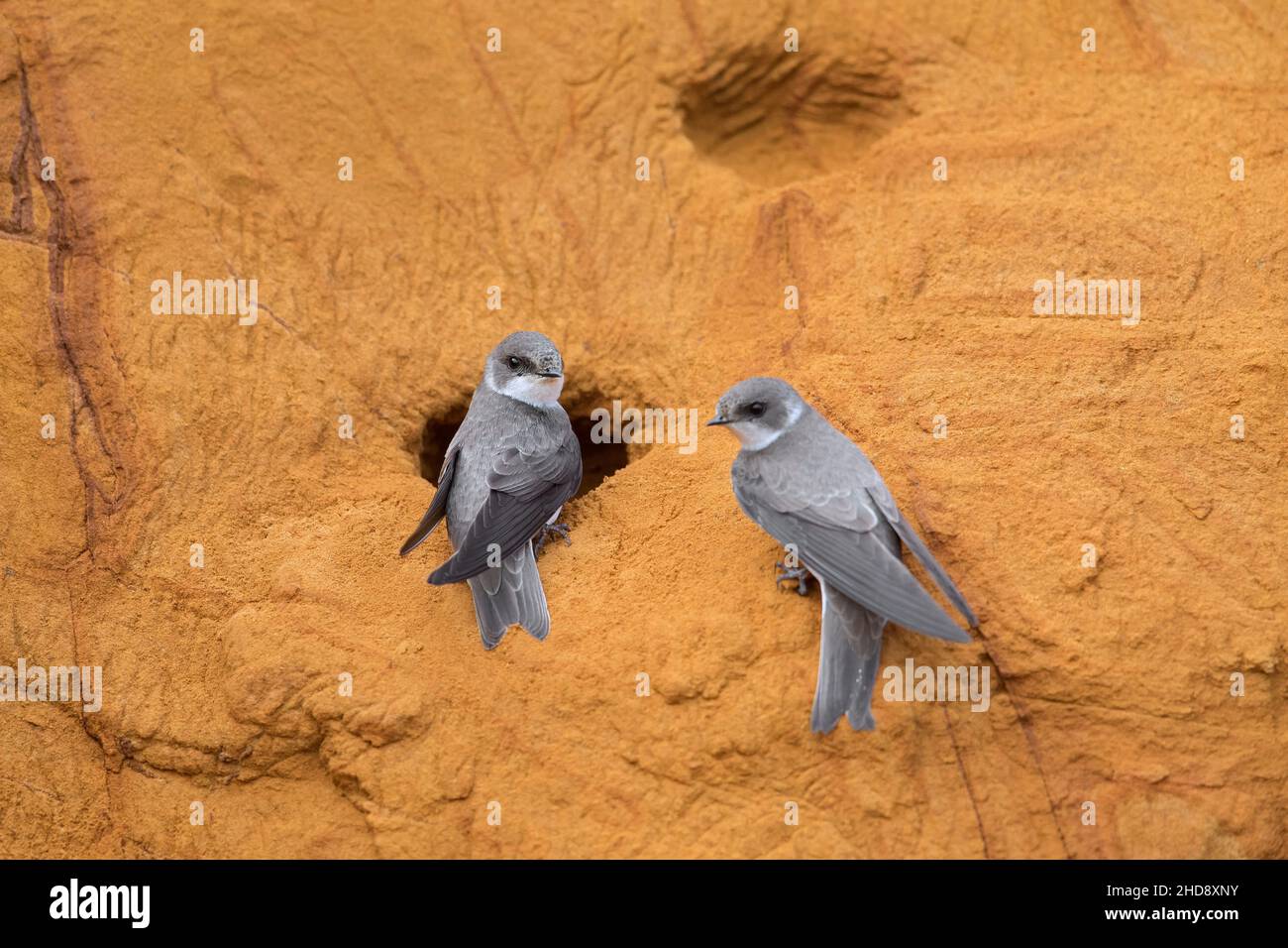 Couple of sand martins / two bank swallows (Riparia riparia / Hirundo ...