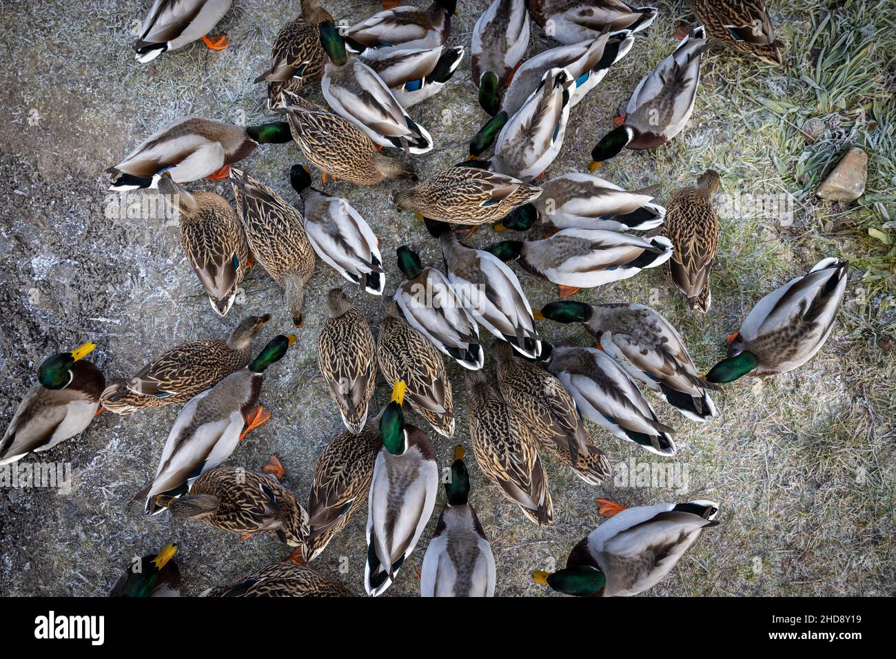 Ducks from above eating food Stock Photo - Alamy