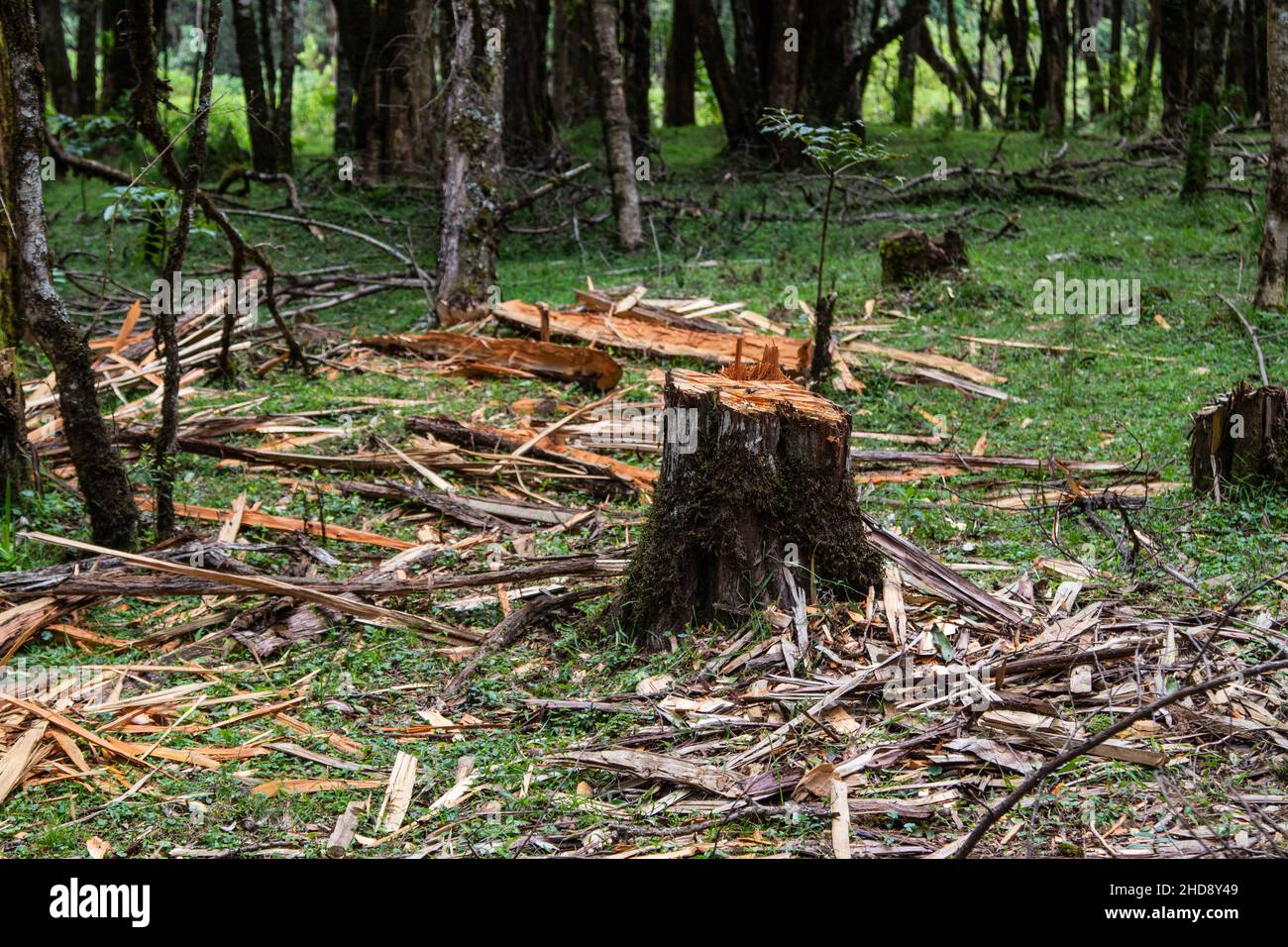 View of an indigenous tree stump in the forest.Illegal logging of ...