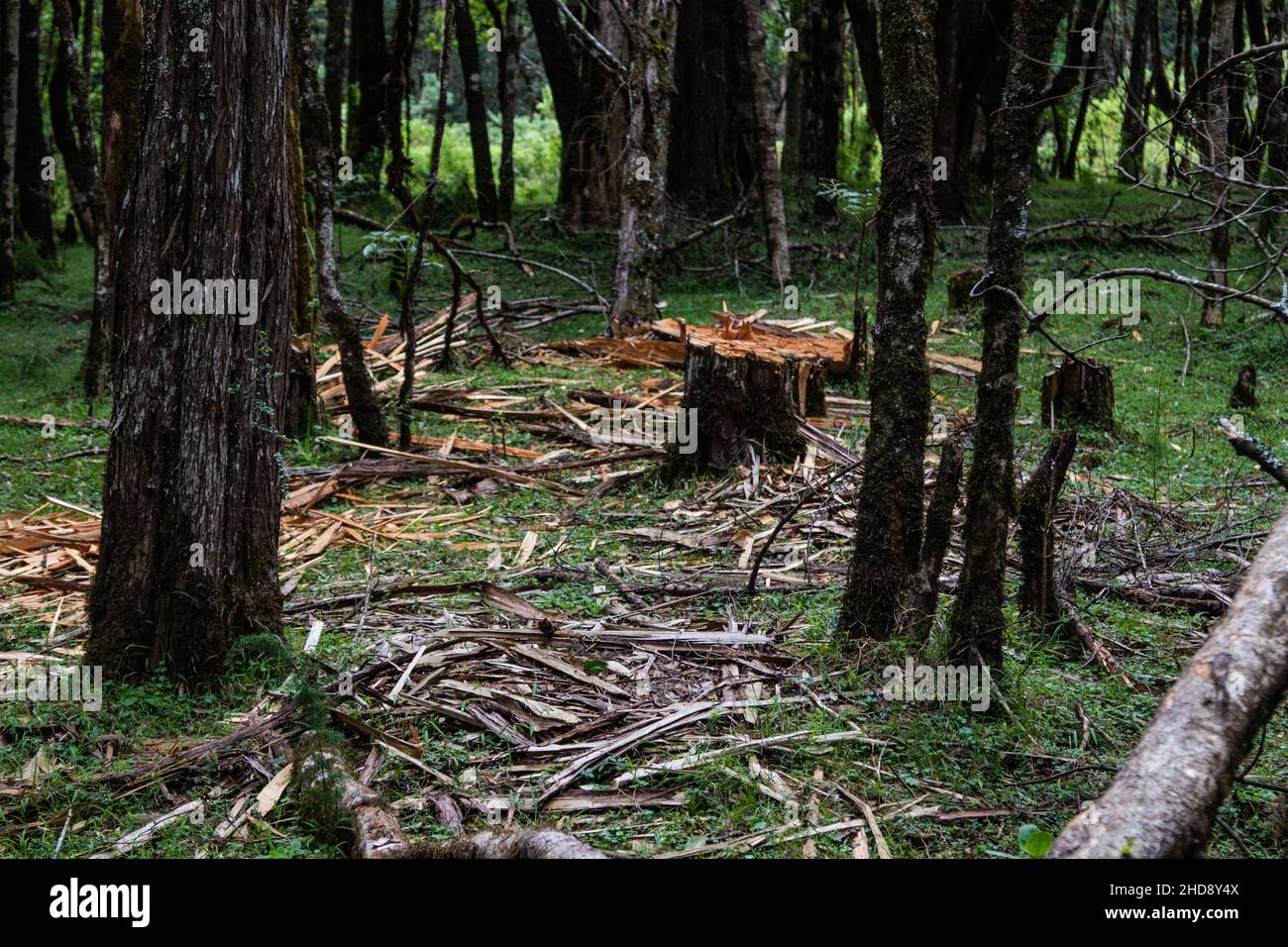 View of an indigenous tree stump in the forest.Illegal logging of ...