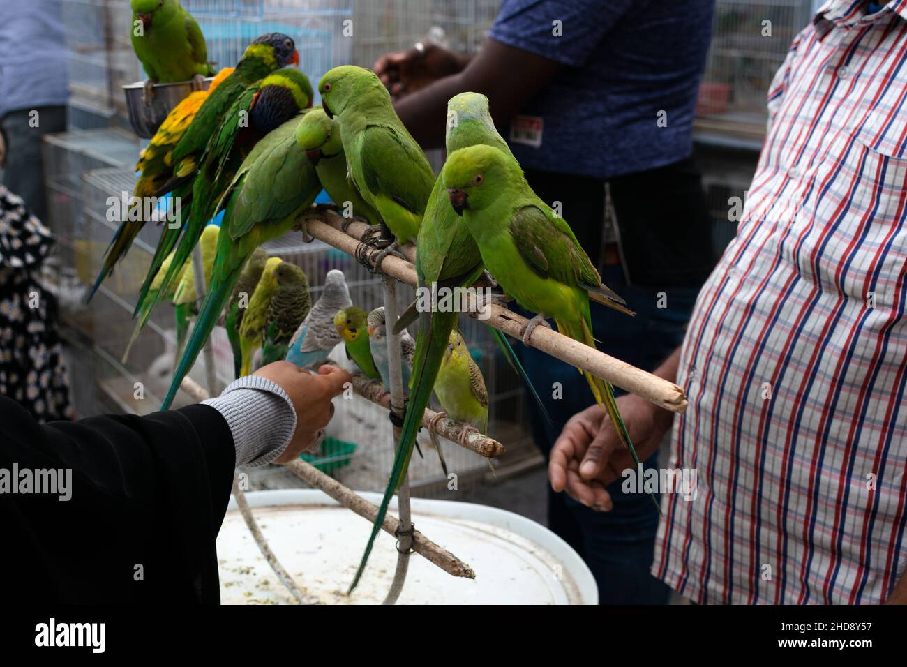 Cute parrots hi-res stock photography and images - Alamy