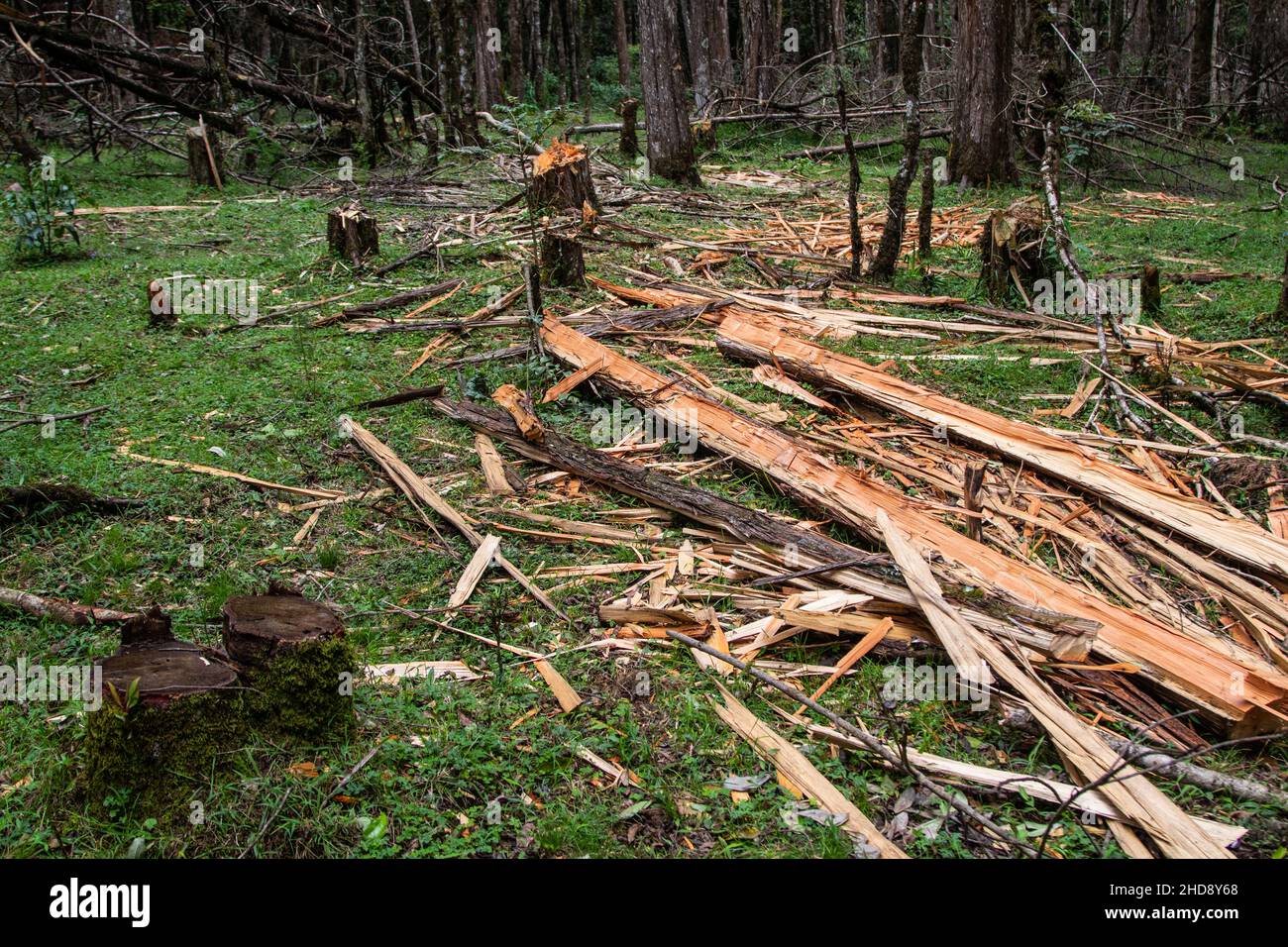 View of indigenous trees felled and split by illegal loggers in the ...