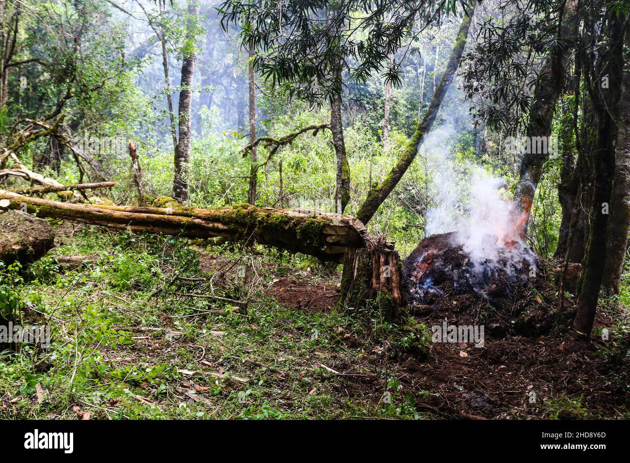 Nakuru, Kenya. 31st Dec, 2021. View of indigenous trees felled by ...