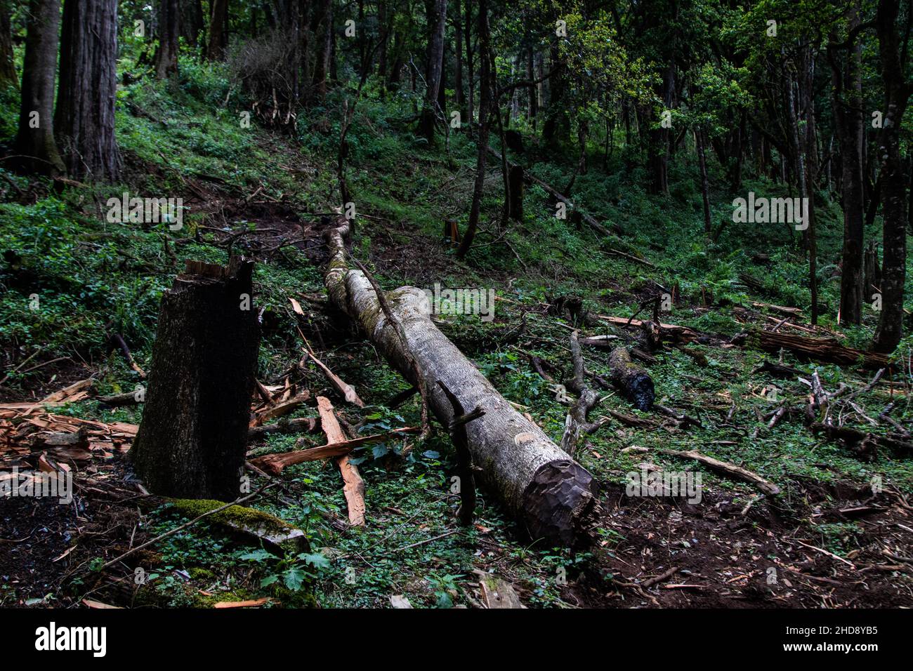 View of an indigenous tree felled by illegal loggers in the forest ...