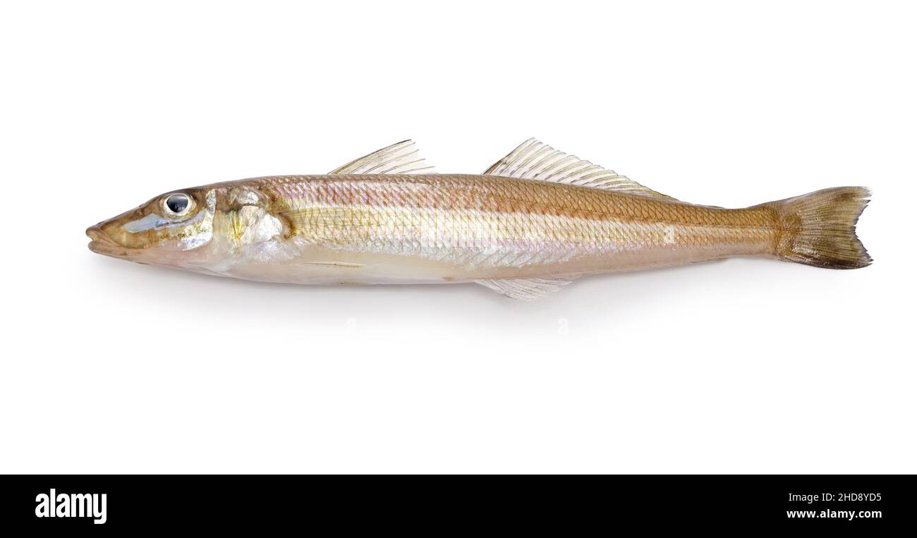 Kisu (Japanese whiting ) isolated on white background Stock Photo - Alamy