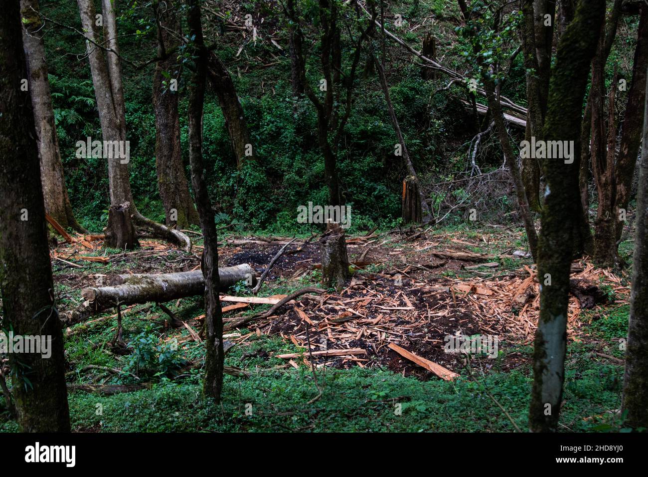 Nakuru, Kenya. 31st Dec, 2021. View of indigenous trees felled by ...
