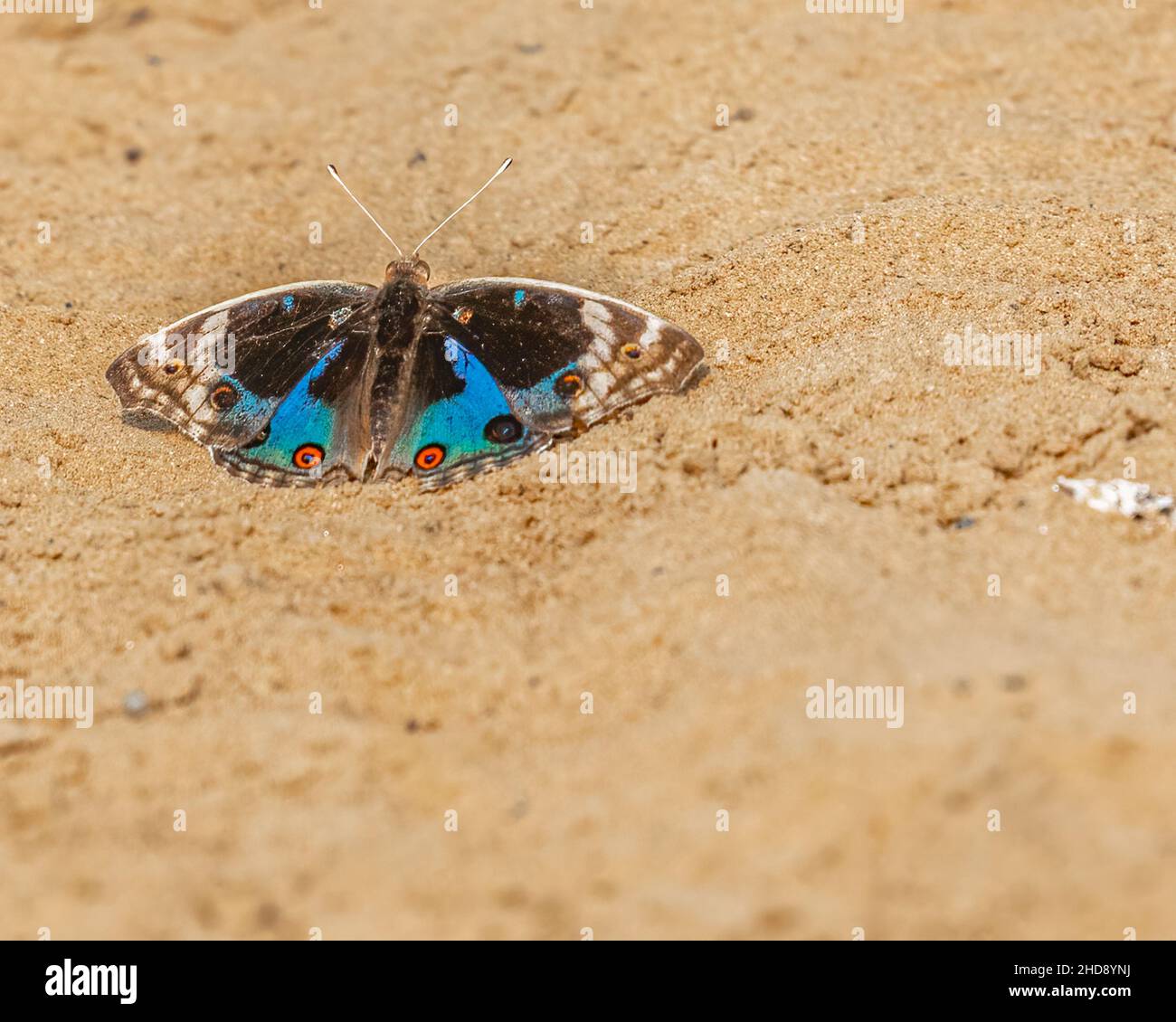 Orithya hi-res stock photography and images - Alamy
