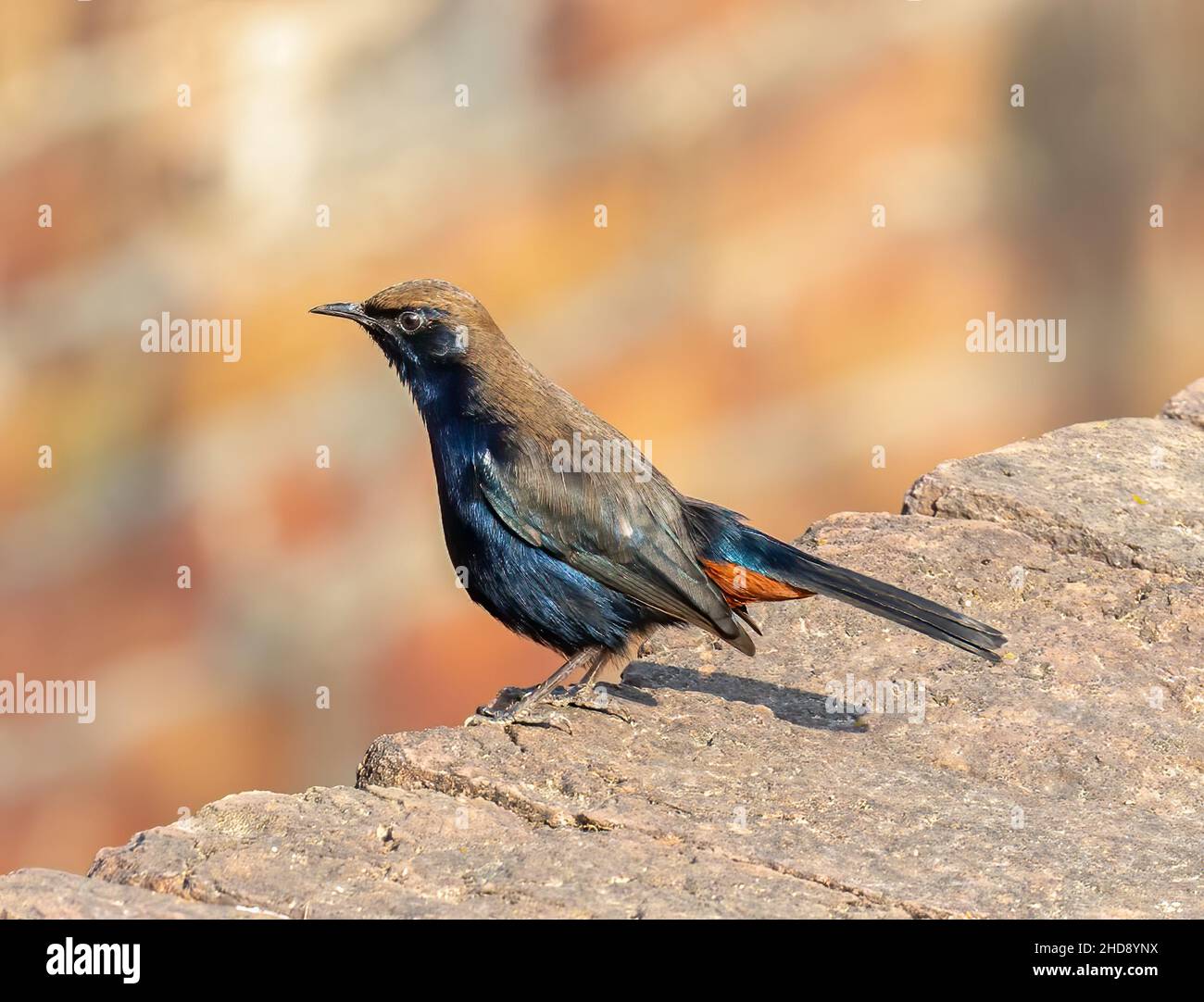 Indian robin in natural environment hi-res stock photography and images ...