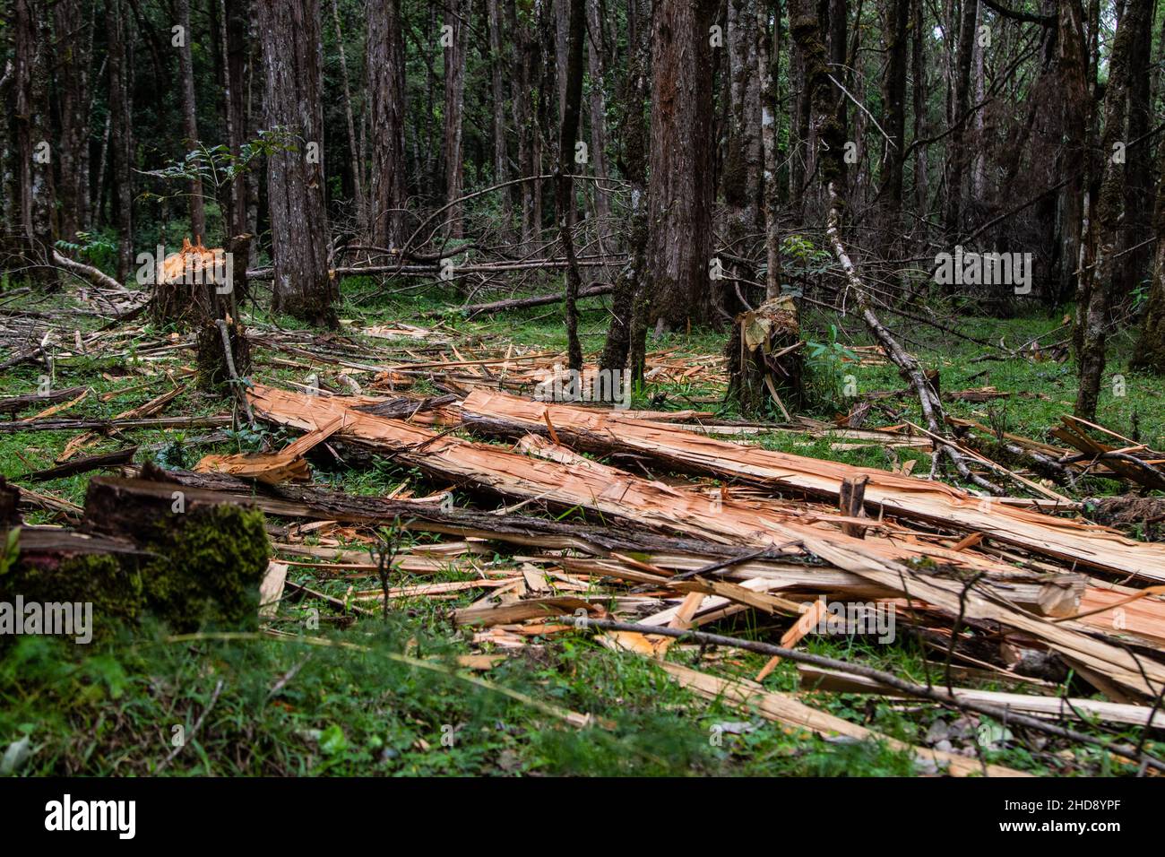Nakuru, Kenya. 31st Dec, 2021. View of indigenous trees felled and ...