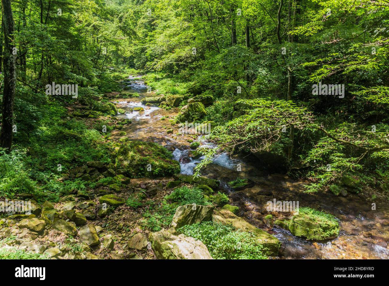 View of Golden Whip stream in Zhangjiajie National Forest Park in Hunan ...